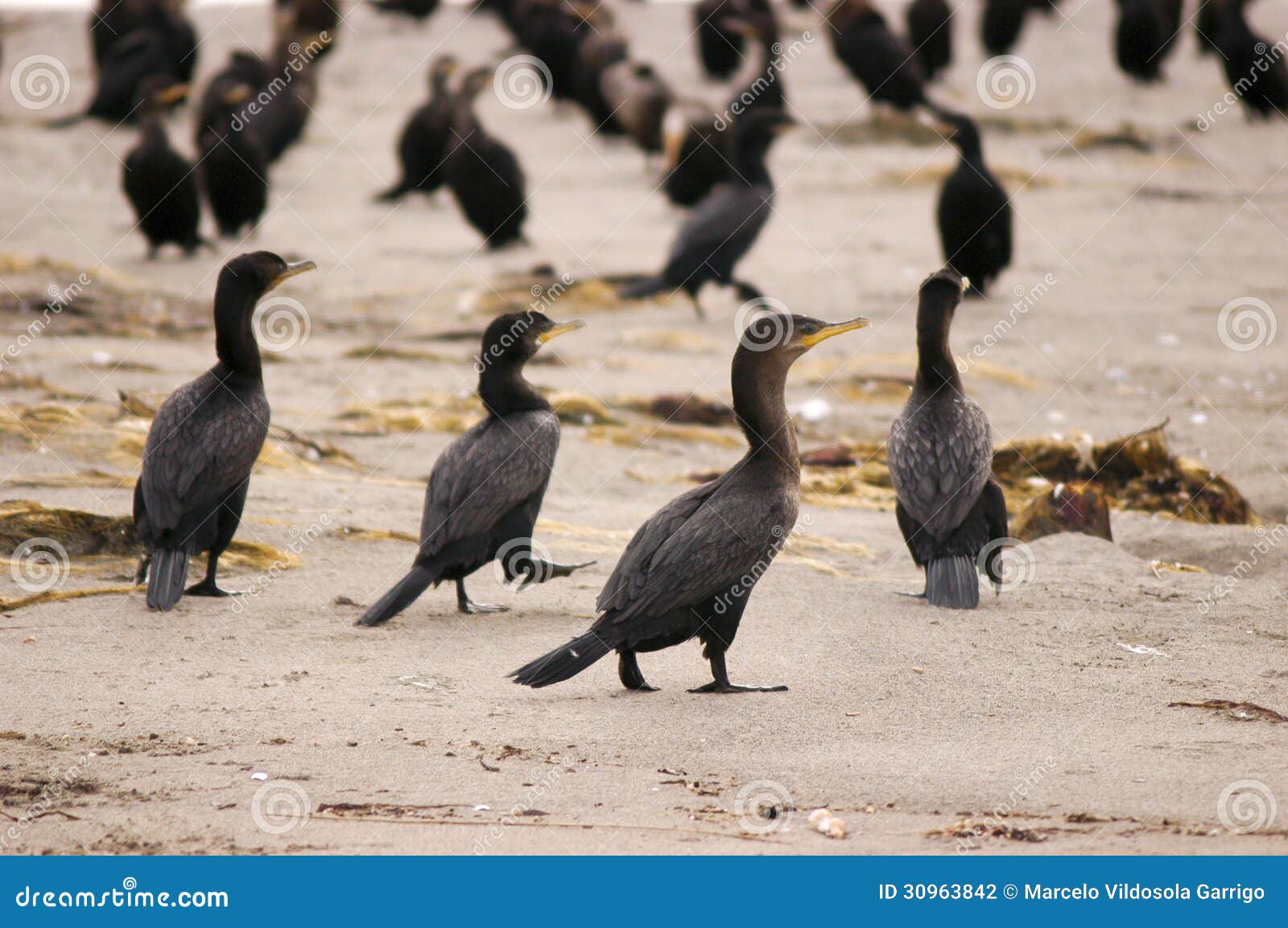 Birds stock photo. Image of sand, life, habitat, wild - 30963842