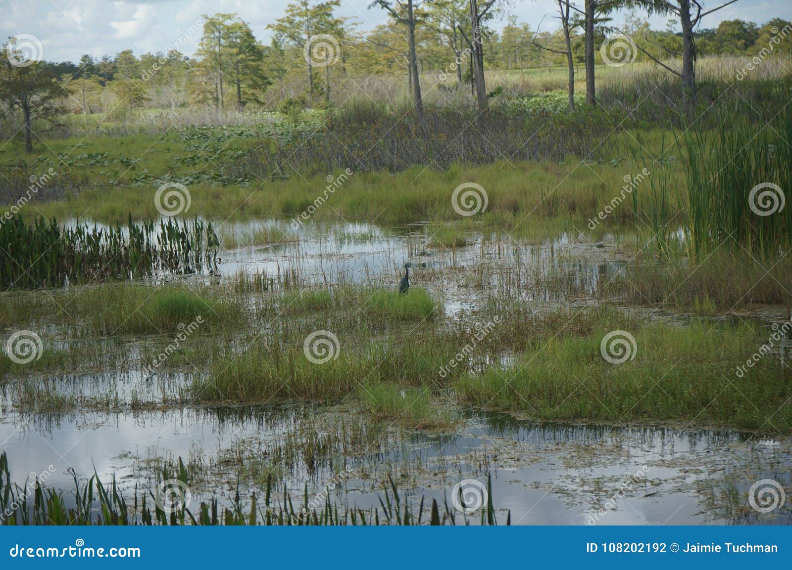 Birds in the marsh stock photo. Image of egret, moss - 108202192