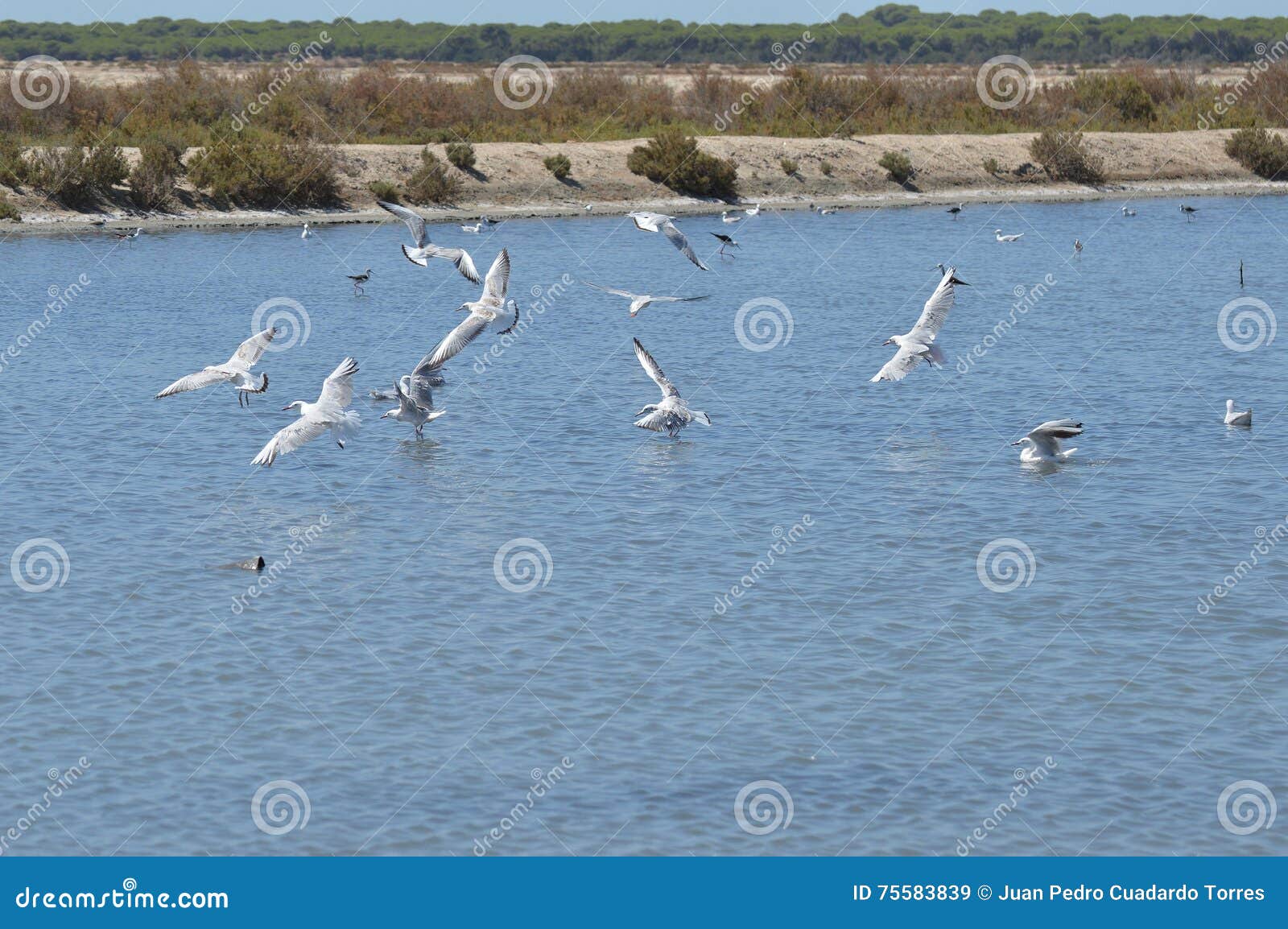 Birds stock image. Image of rivers, marsh, salt, lakes - 75583839