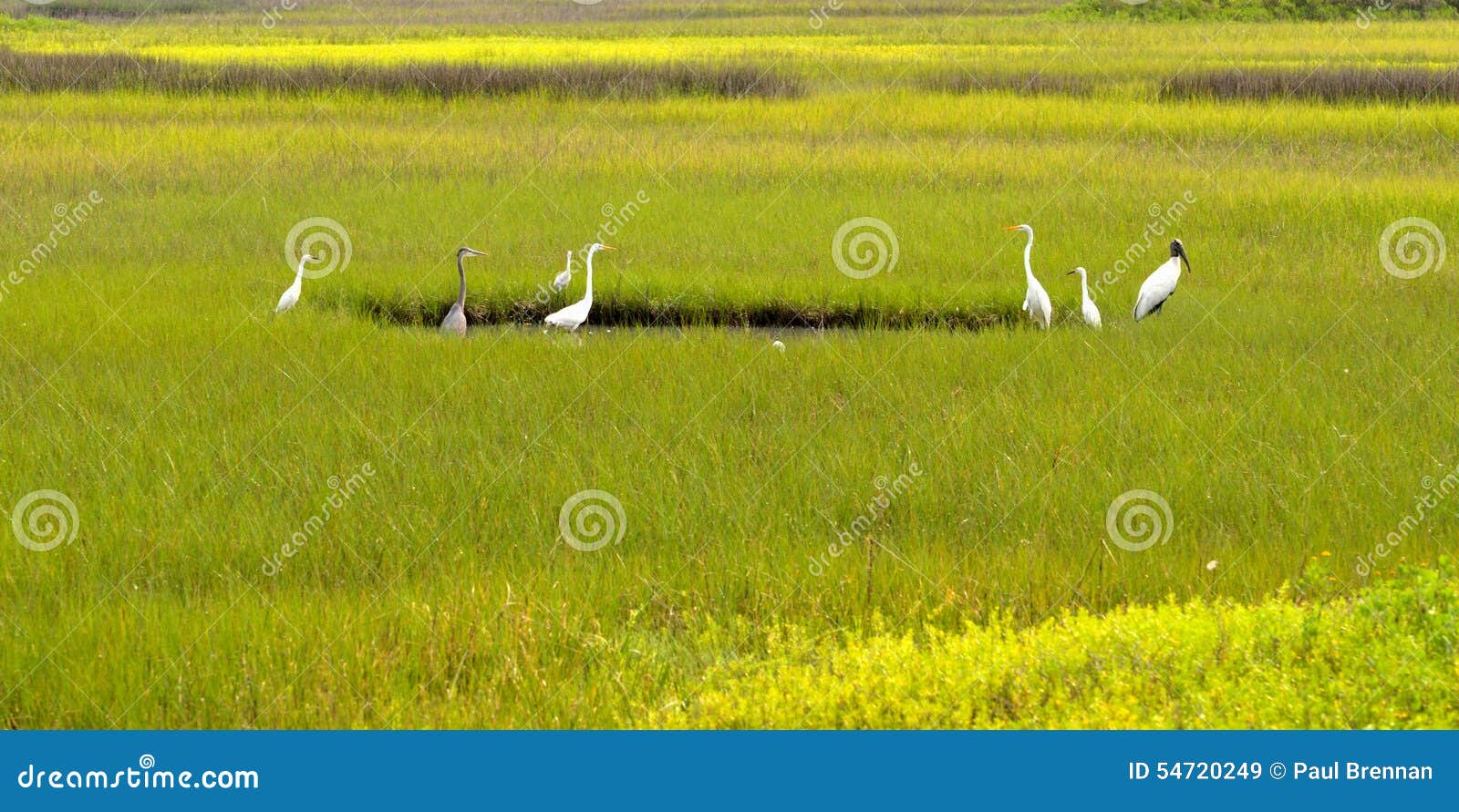 Birds in marshland stock image. Image of wetlands, america - 54720249
