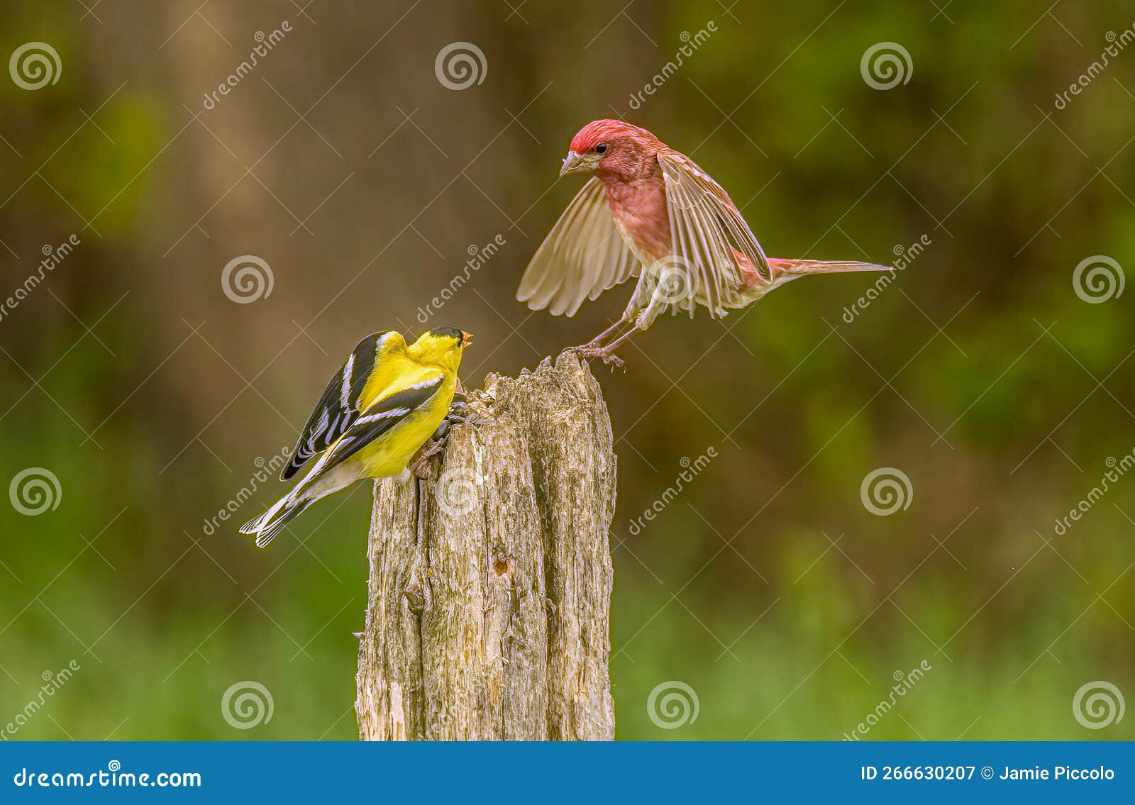 Birds meeting on post stock image. Image of hummingbird - 266630207