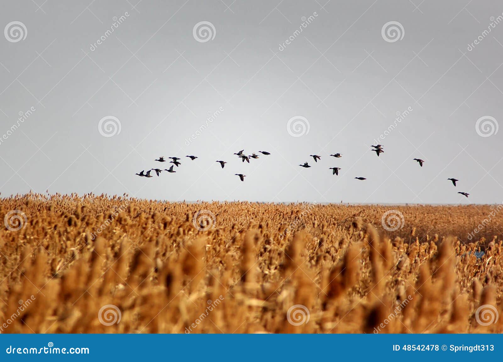 Birds stock photo. Image of autumn, cold, migrate, migrating - 48542478