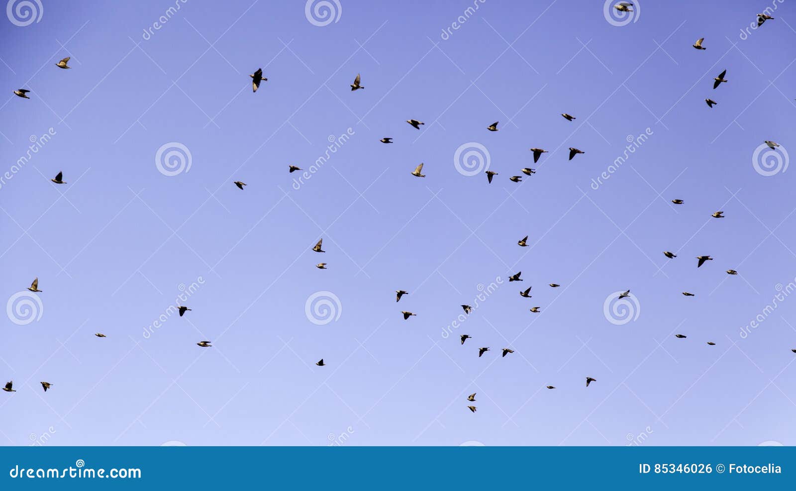 Birds migrating sky stock photo. Image of ornithology - 85346026