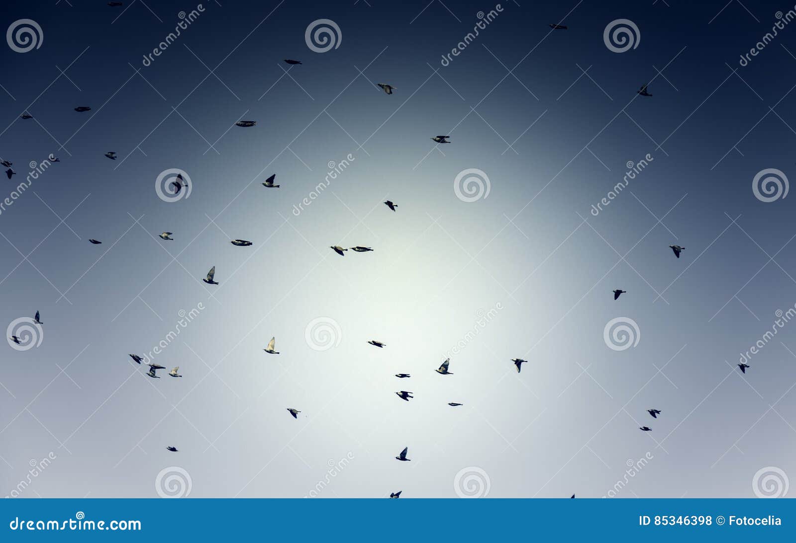 Birds migrating sky stock photo. Image of background - 85346398