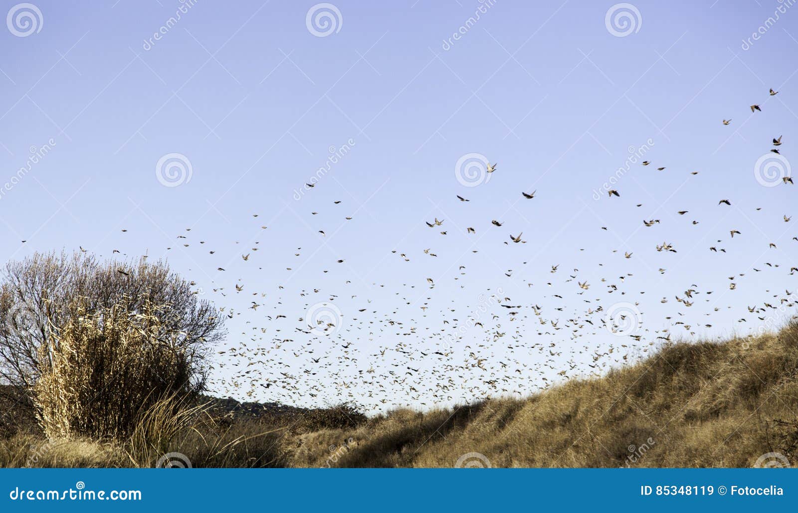 Birds migrating sky stock image. Image of migratory, background - 85348119