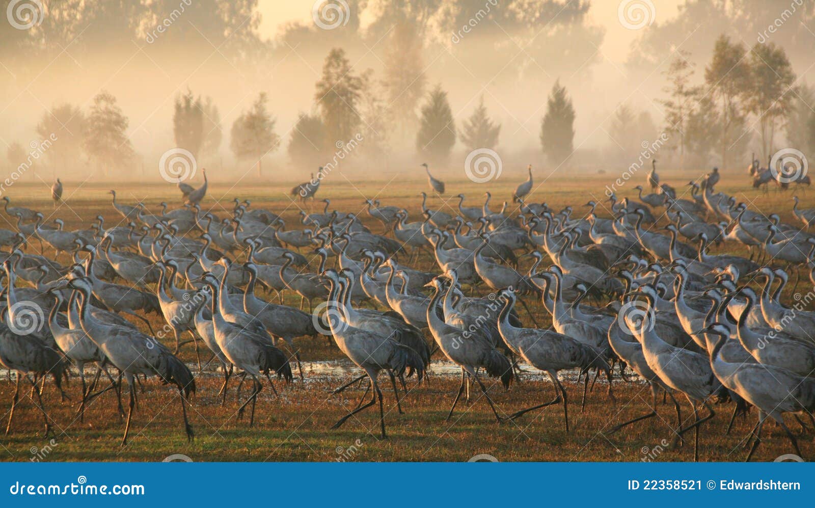 Birds migration stock image. Image of ornithology, birds - 22358521