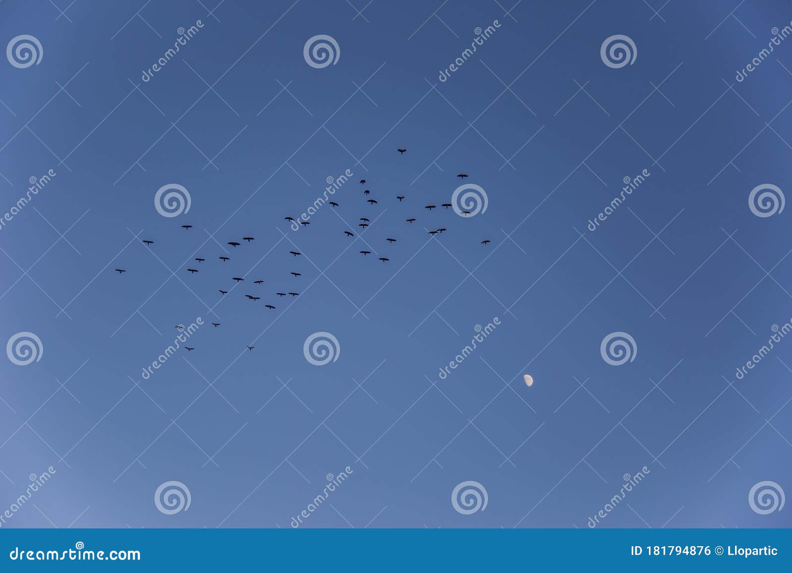 Birds Migration and Moon in Serra Del Montsec, Lleida, Spain Stock ...