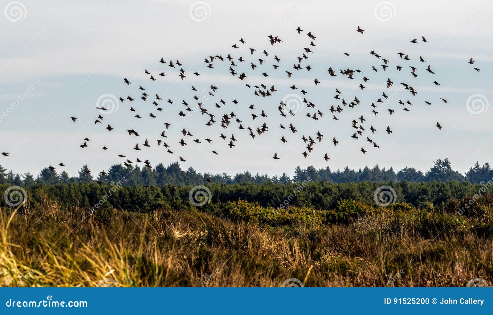 Birds in Migration for Winter Stock Photo - Image of flock, season ...