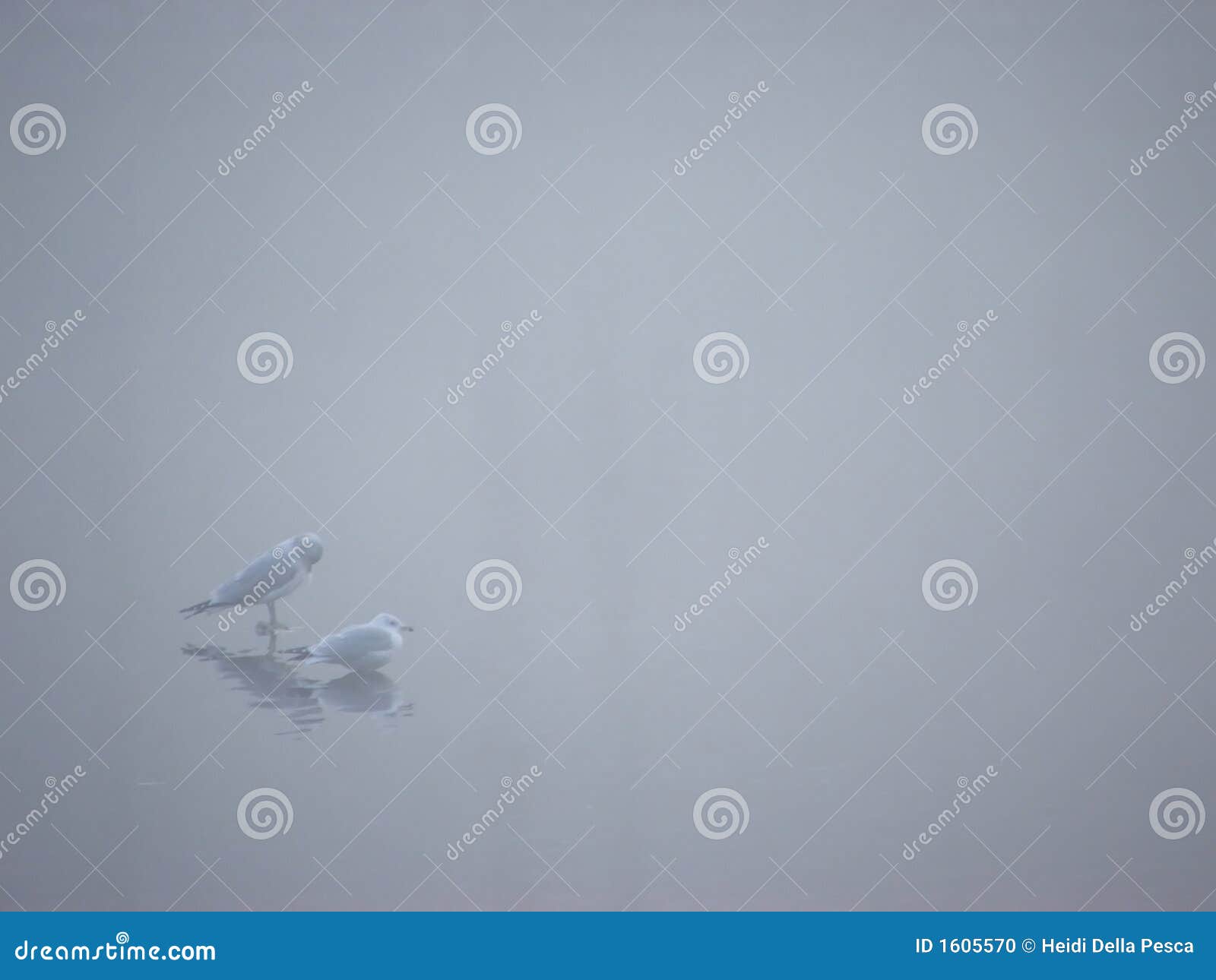 Birds in the Mist III stock photo. Image of happy, morning - 1605570