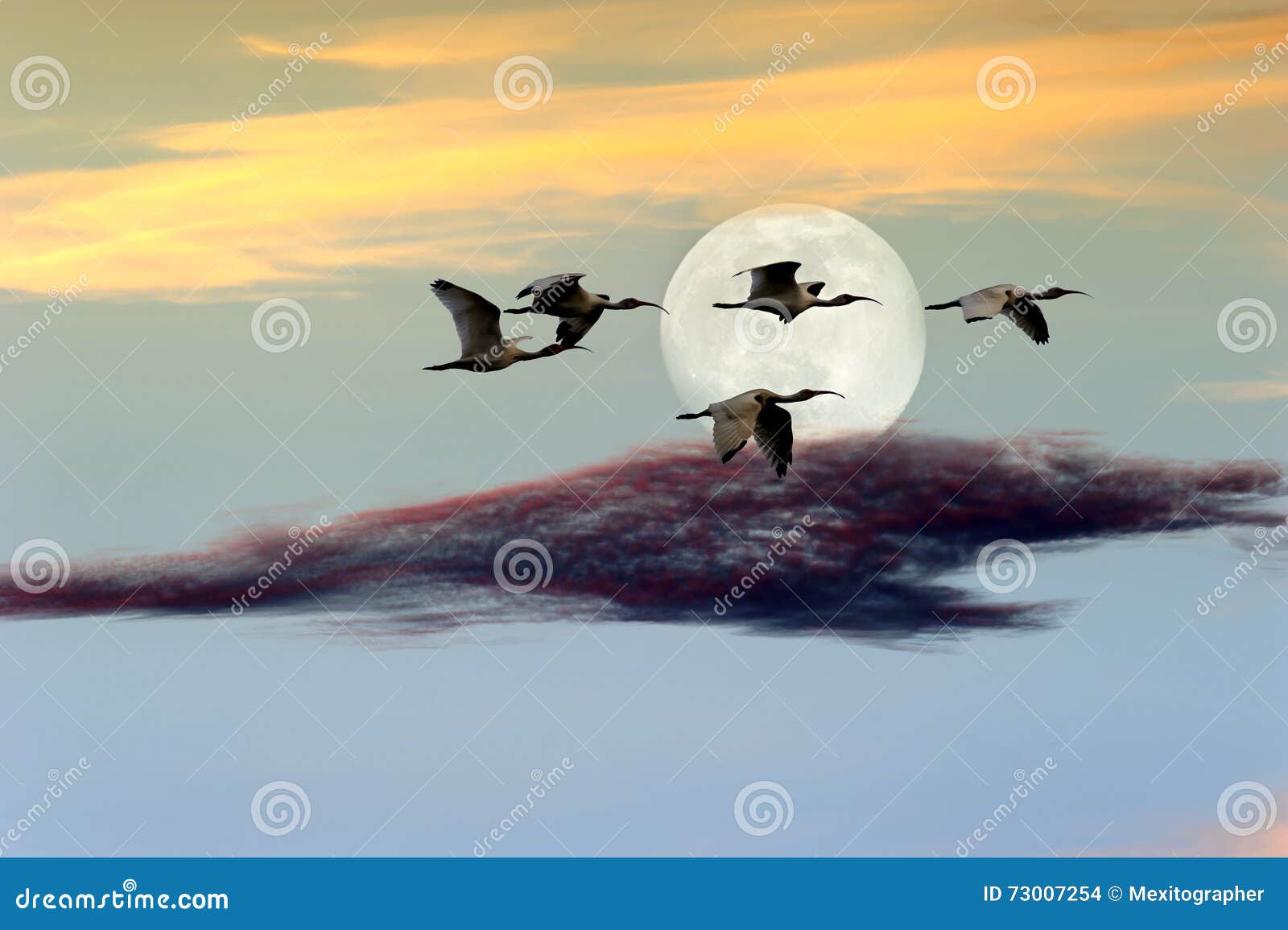 Birds Moon stock photo. Image of nature, wildlife, ocean - 73007254