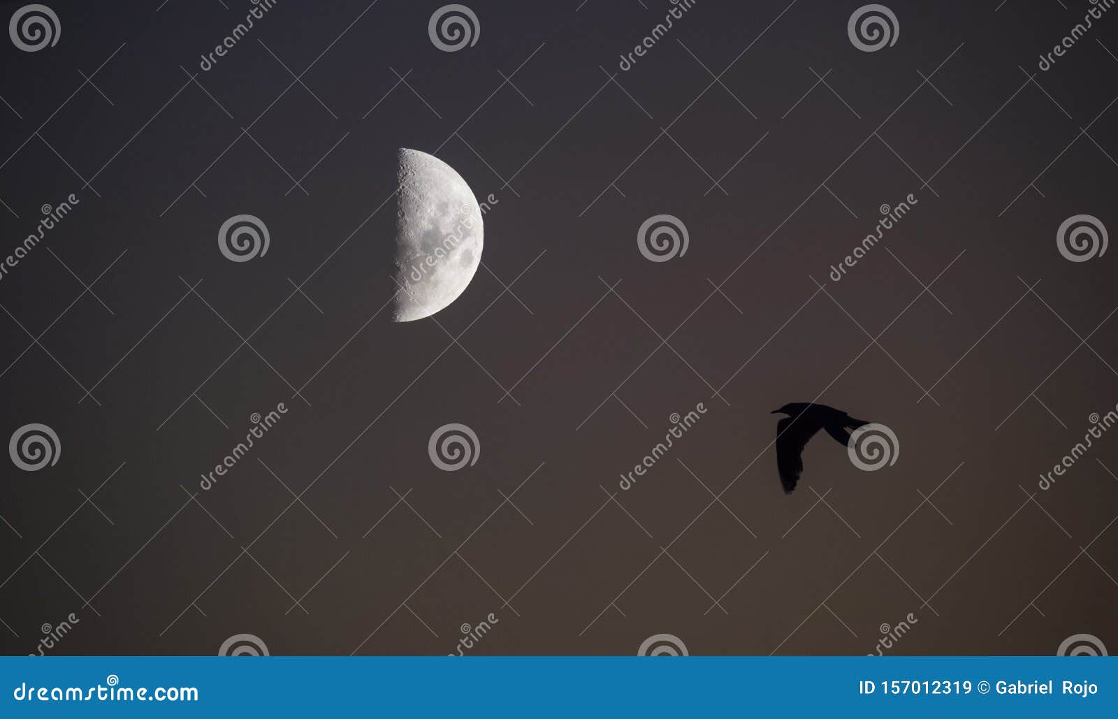 Birds and moon landscape stock image. Image of landscape - 157012319