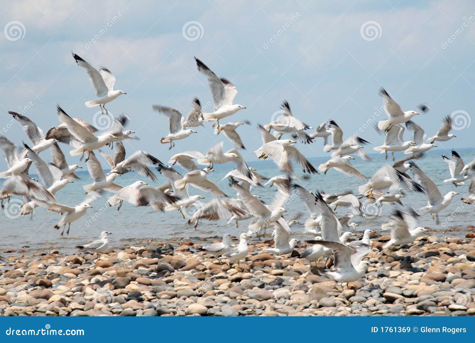 Birds in Motion stock image. Image of speed, feathers - 1761369