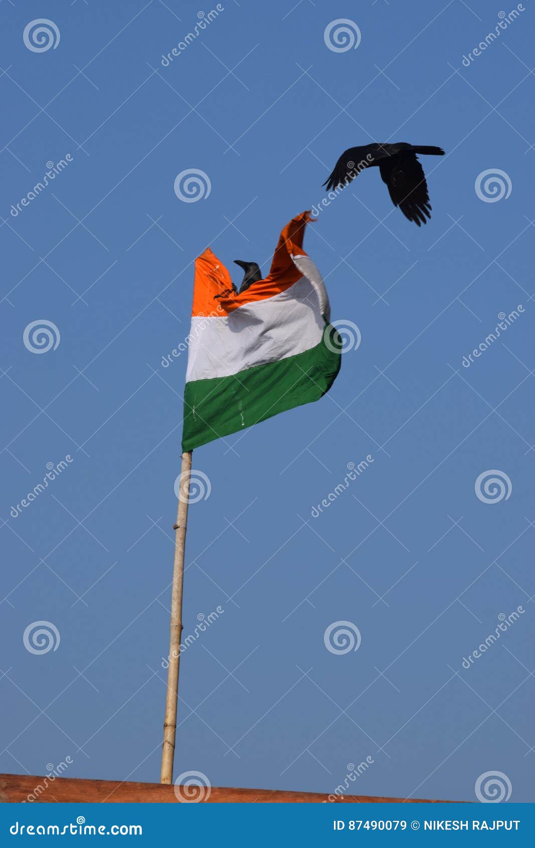 BIRDS in MOTION with FLAG stock image. Image of crow - 87490079