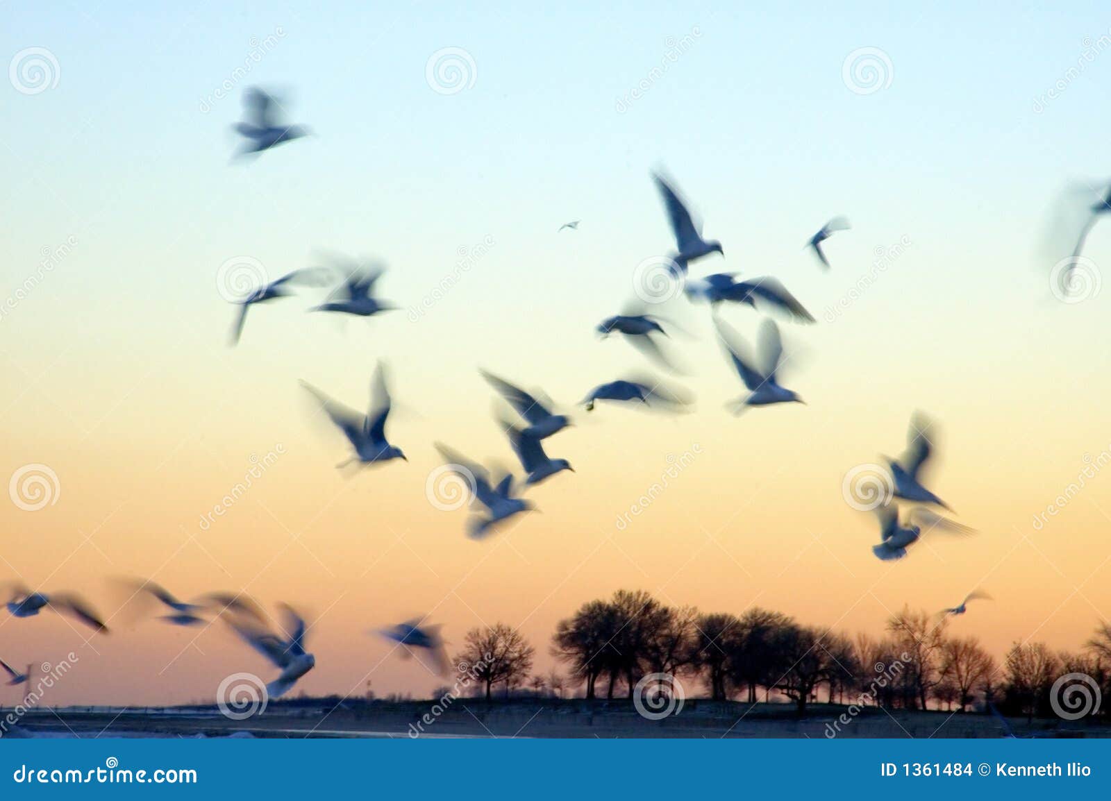 Birds in Motion at Sunset stock photo. Image of lakefront - 1361484