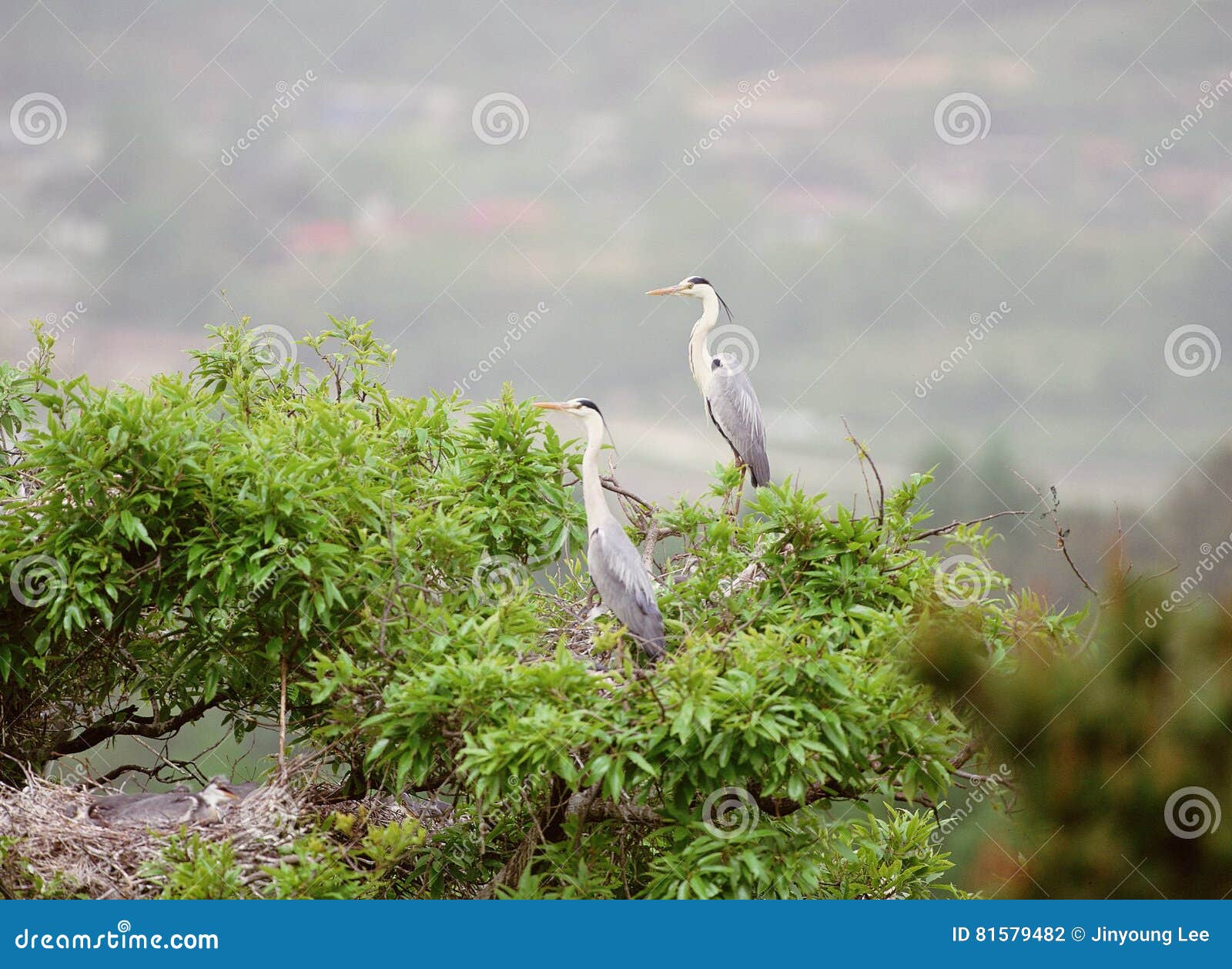Birds stock photo. Image of feather, wing, webbed, nature - 81579482