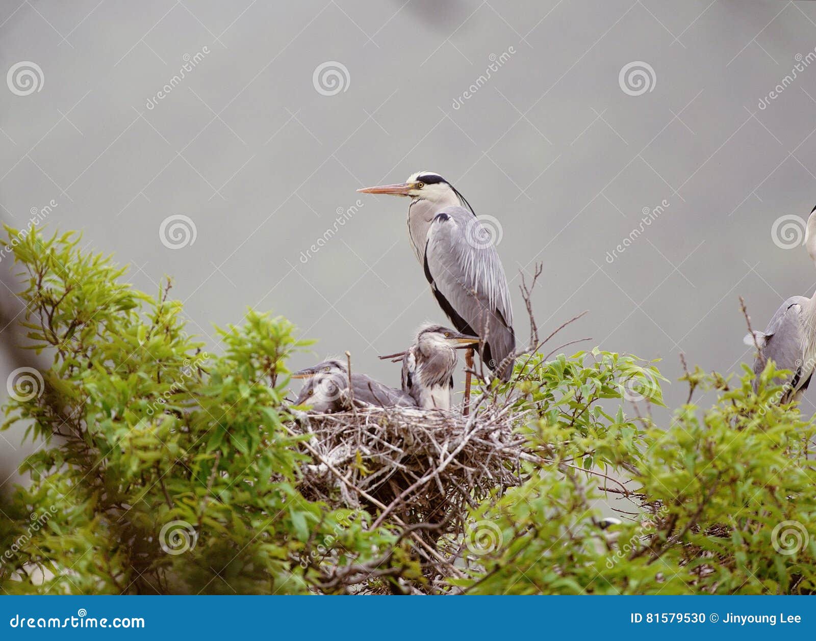 Birds stock photo. Image of nature, webbed, birds, feet - 81579530