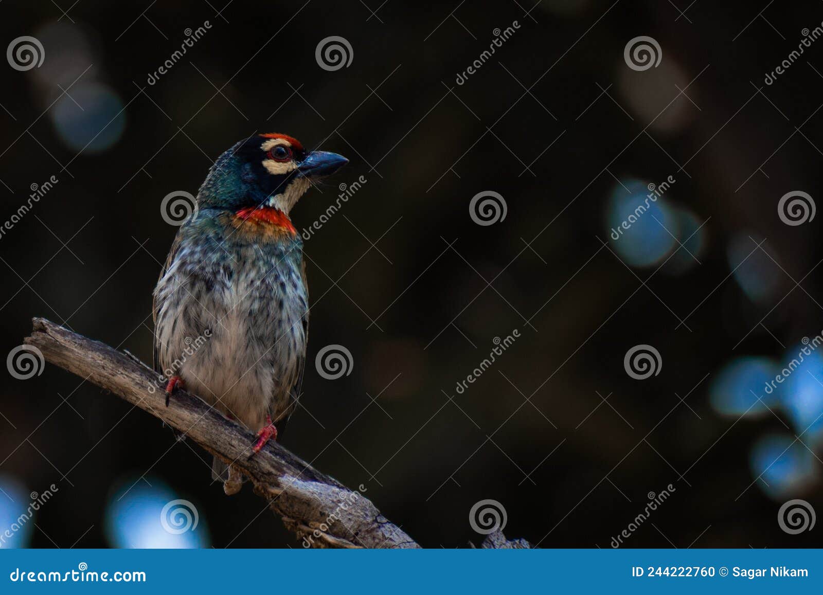 Birds, nature creation stock photo. Image of creation - 244222760