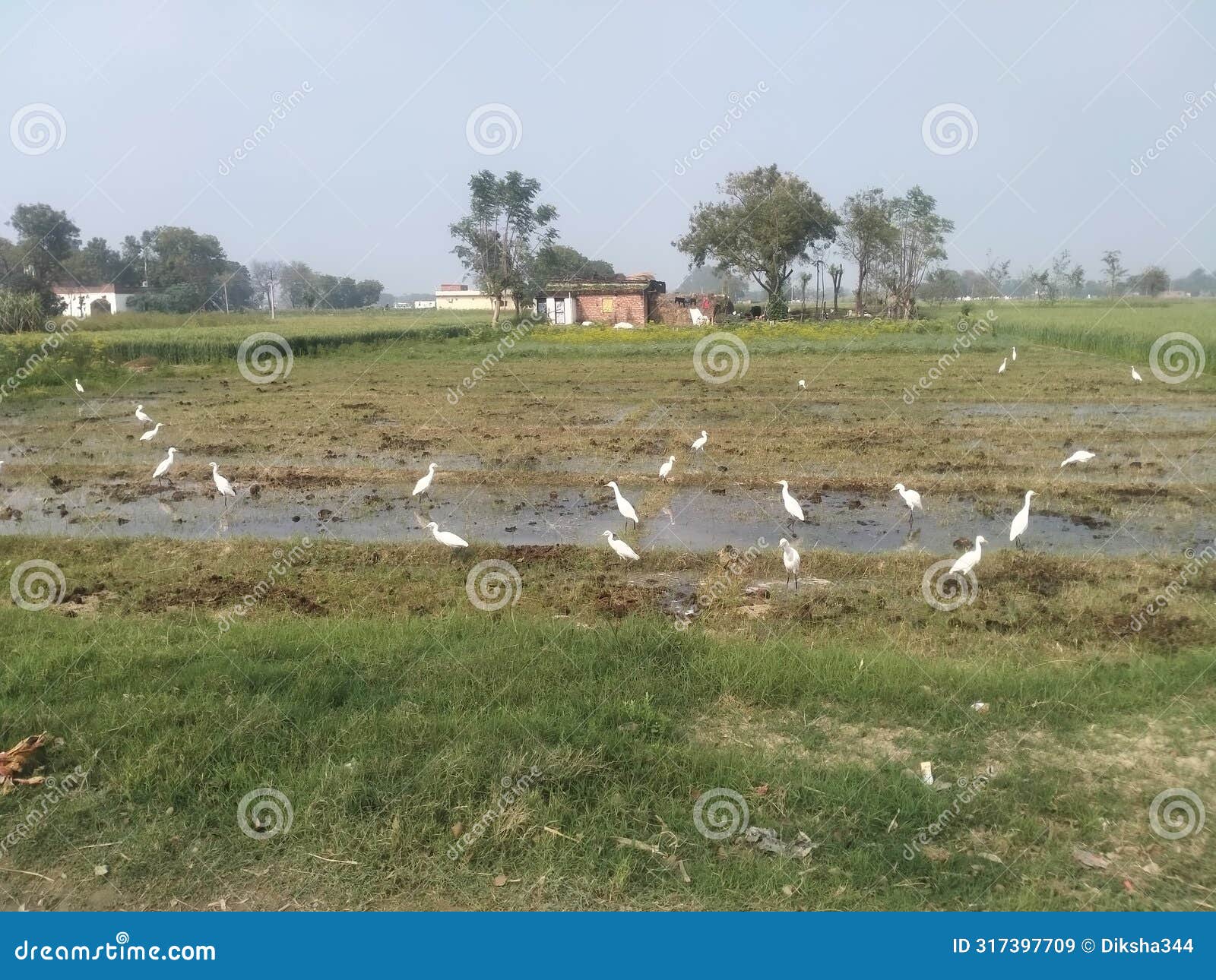 Birds Naturebird Waterbirds Eco-friendly Ecosystem Stock Image - Image ...