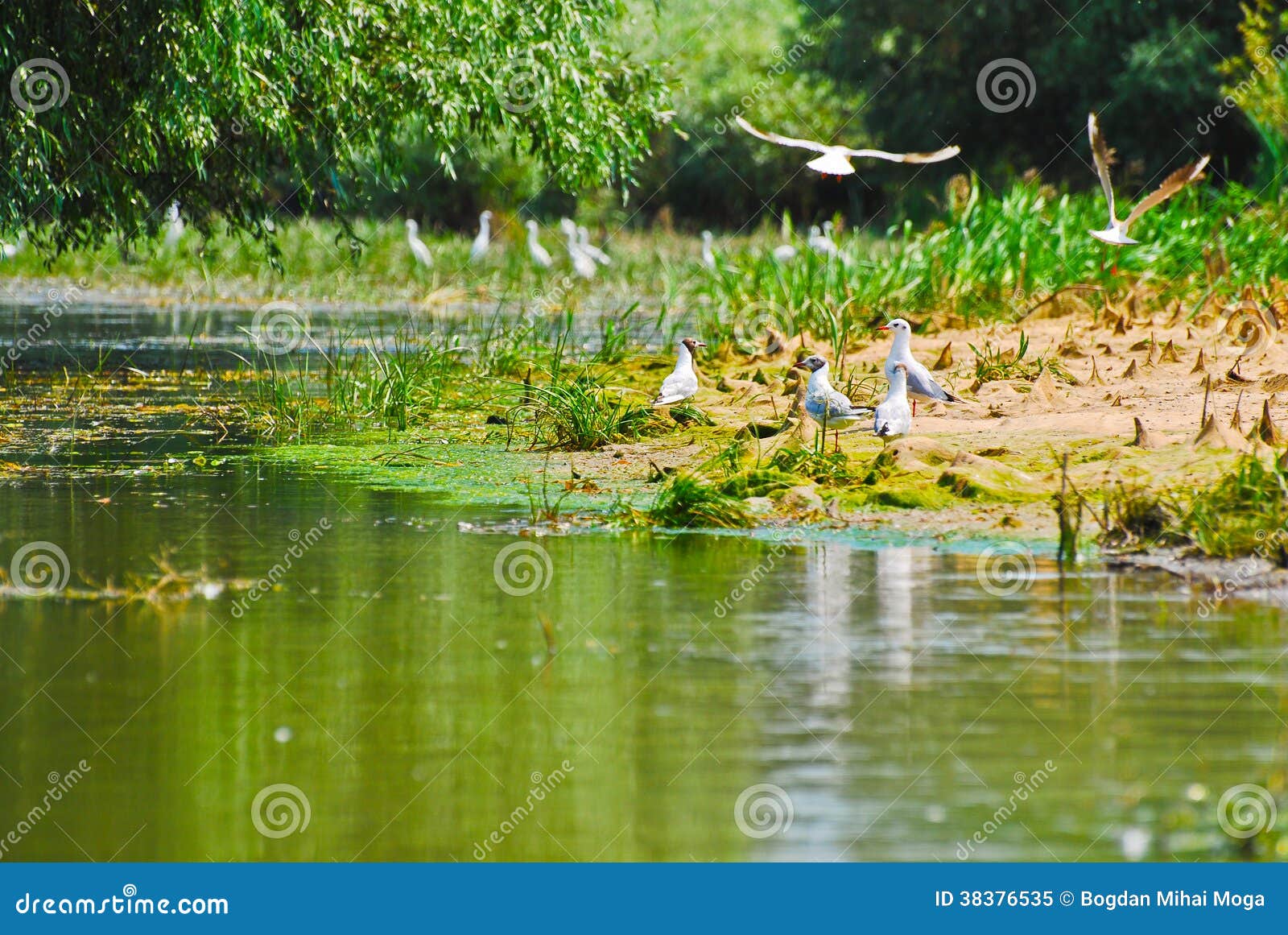 Birds Near Water with Plants Stock Image - Image of bird, natural: 38376535