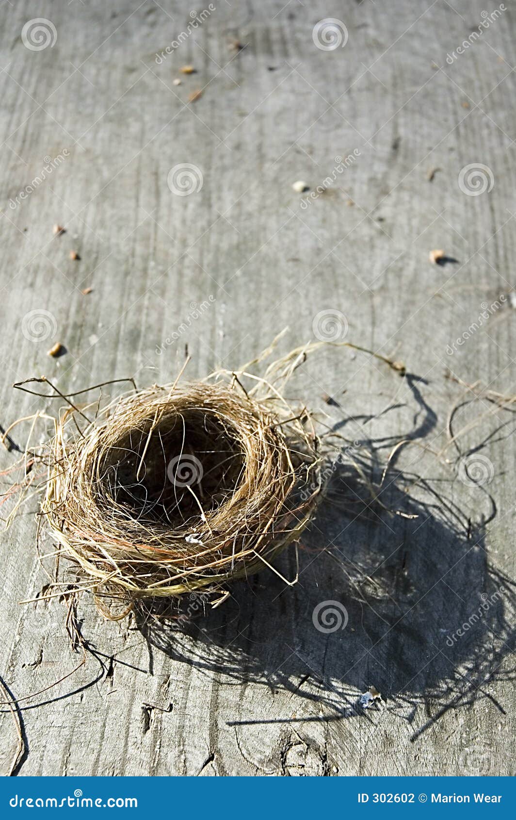 Birds Nest stock photo. Image of plank, grass, straw, nest - 302602