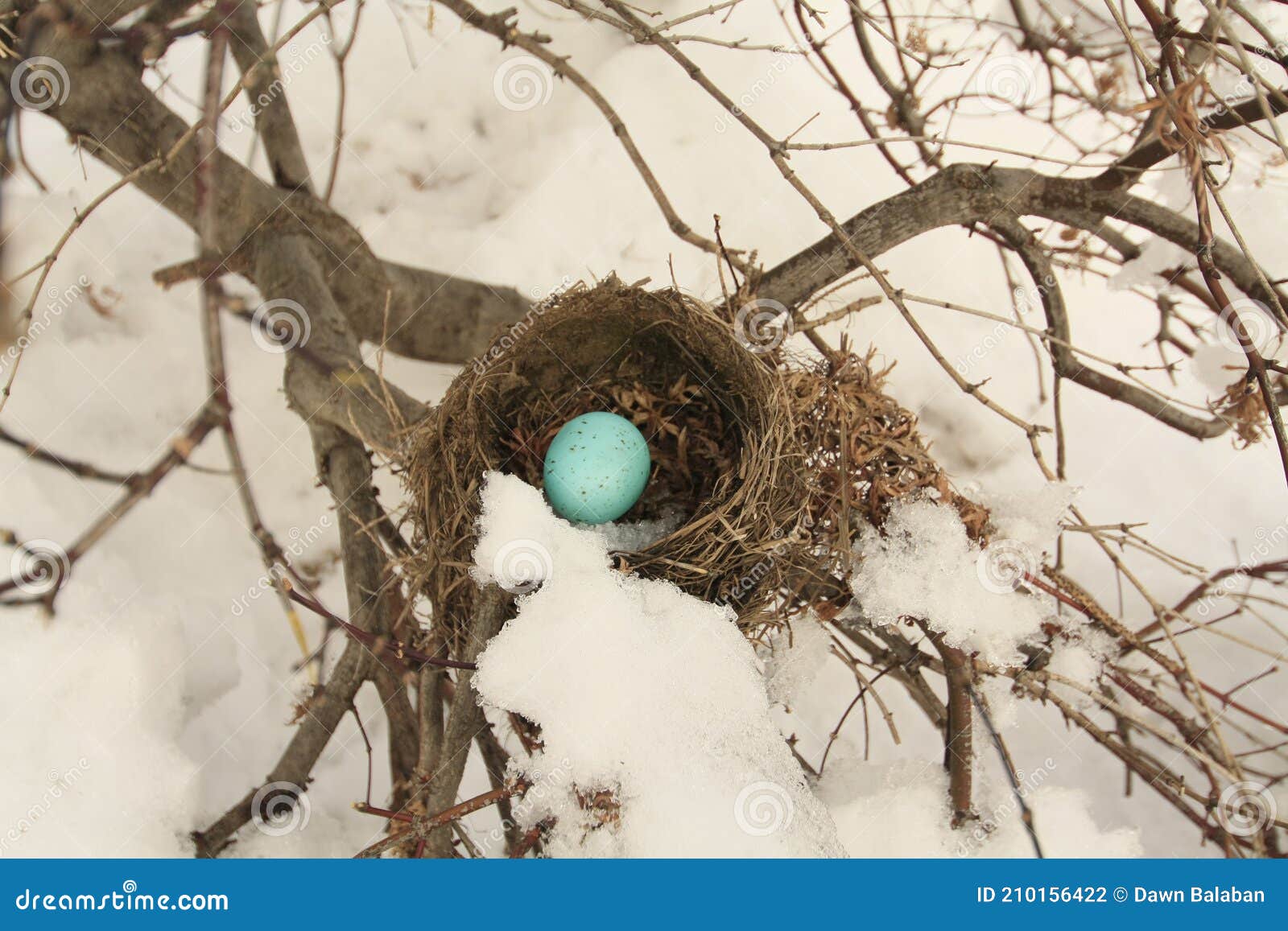 Birds Nest with Blue Egg in the Snow Stock Photo - Image of birds ...
