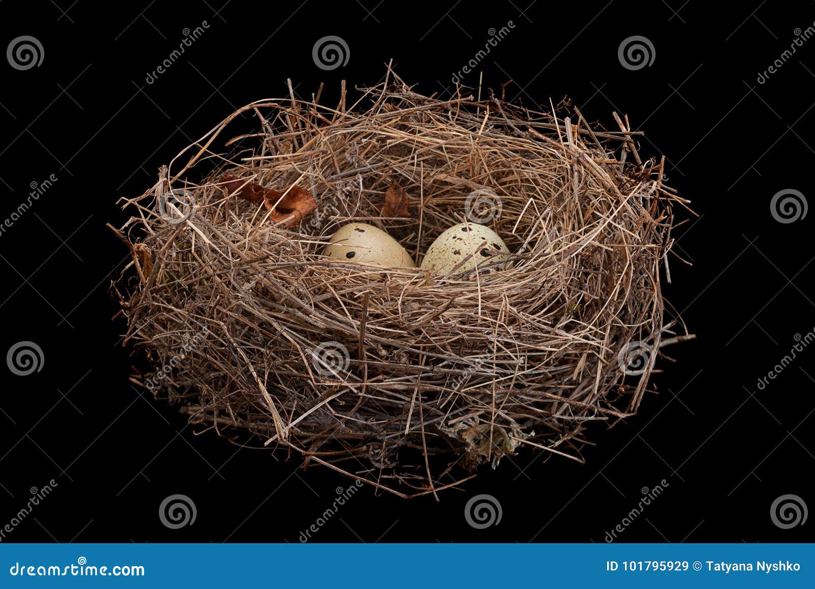 Birds nest with eggs stock image. Image of isolated - 101795929