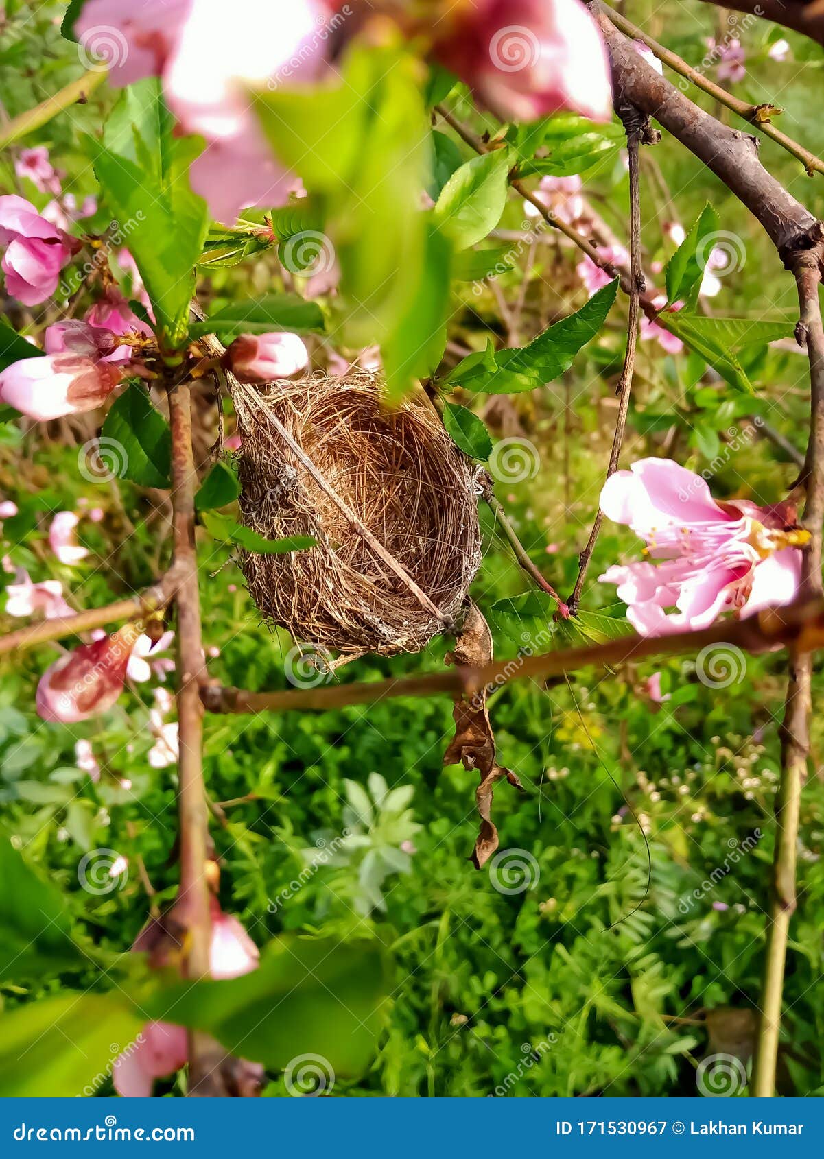 Birds nest stock image. Image of isolated, small, space - 171530967