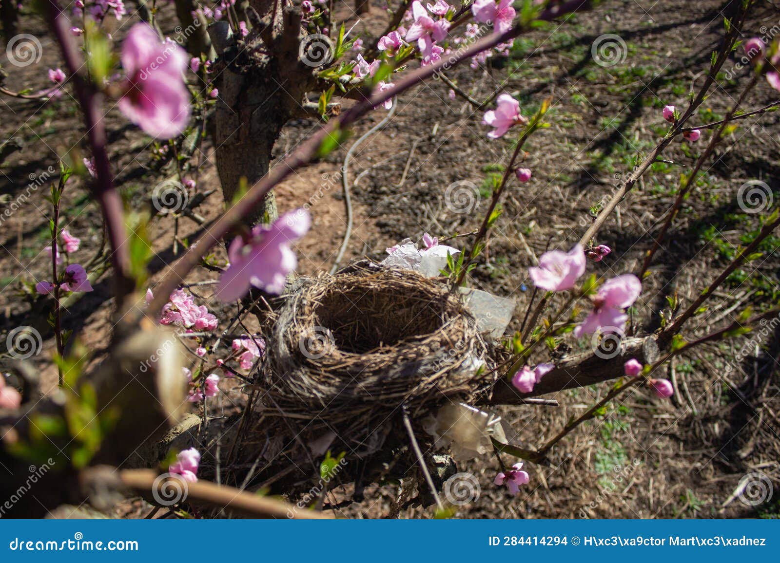 Birds nest in a peach tree stock photo. Image of studio - 284414294