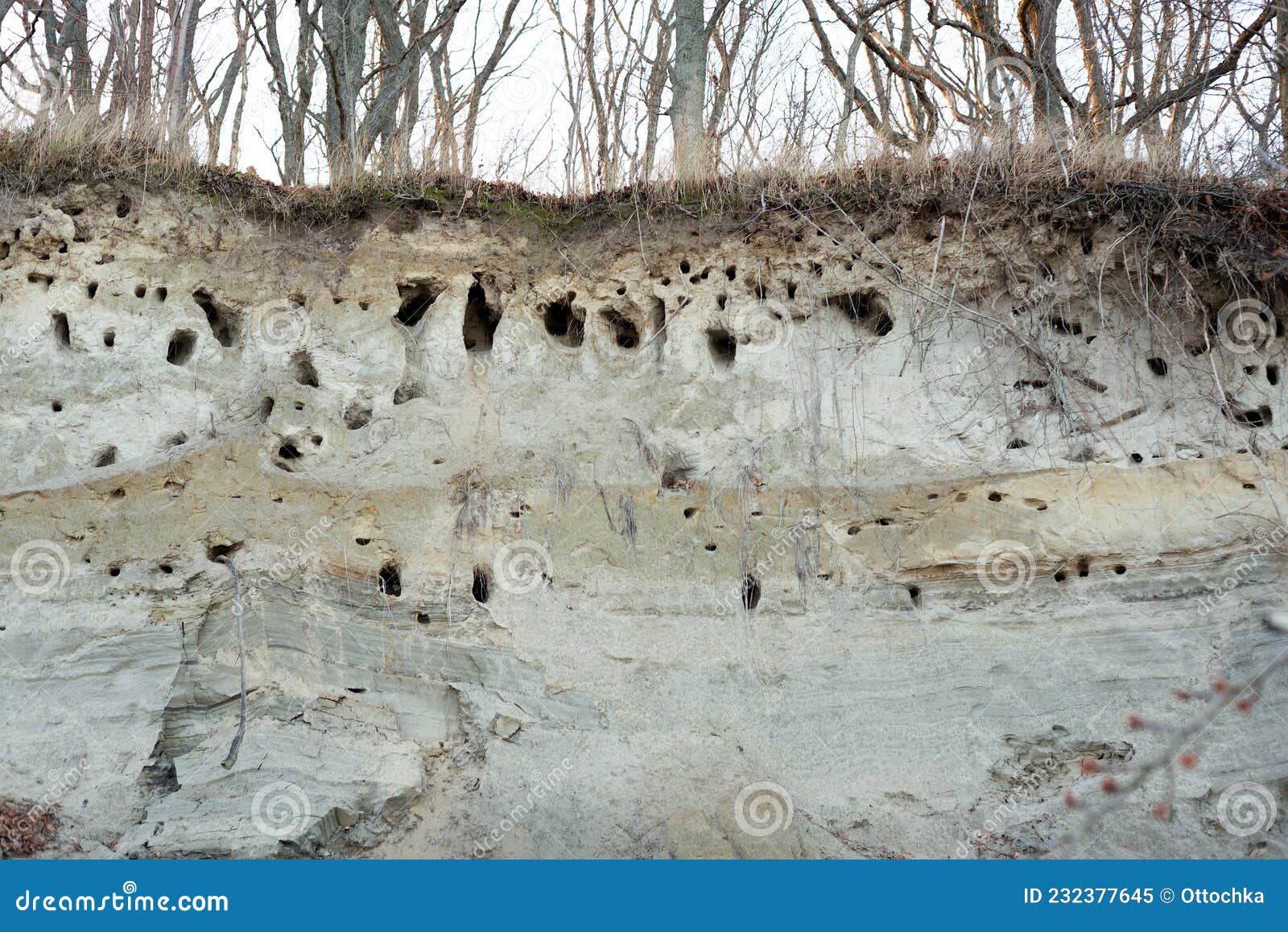 Nests of Birds in a Sandy Rock Stock Image - Image of soil, rock: 232377645