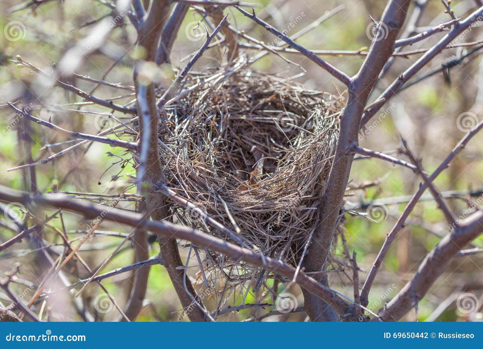 Birds nest of straw stock photo. Image of comfortable - 69650442