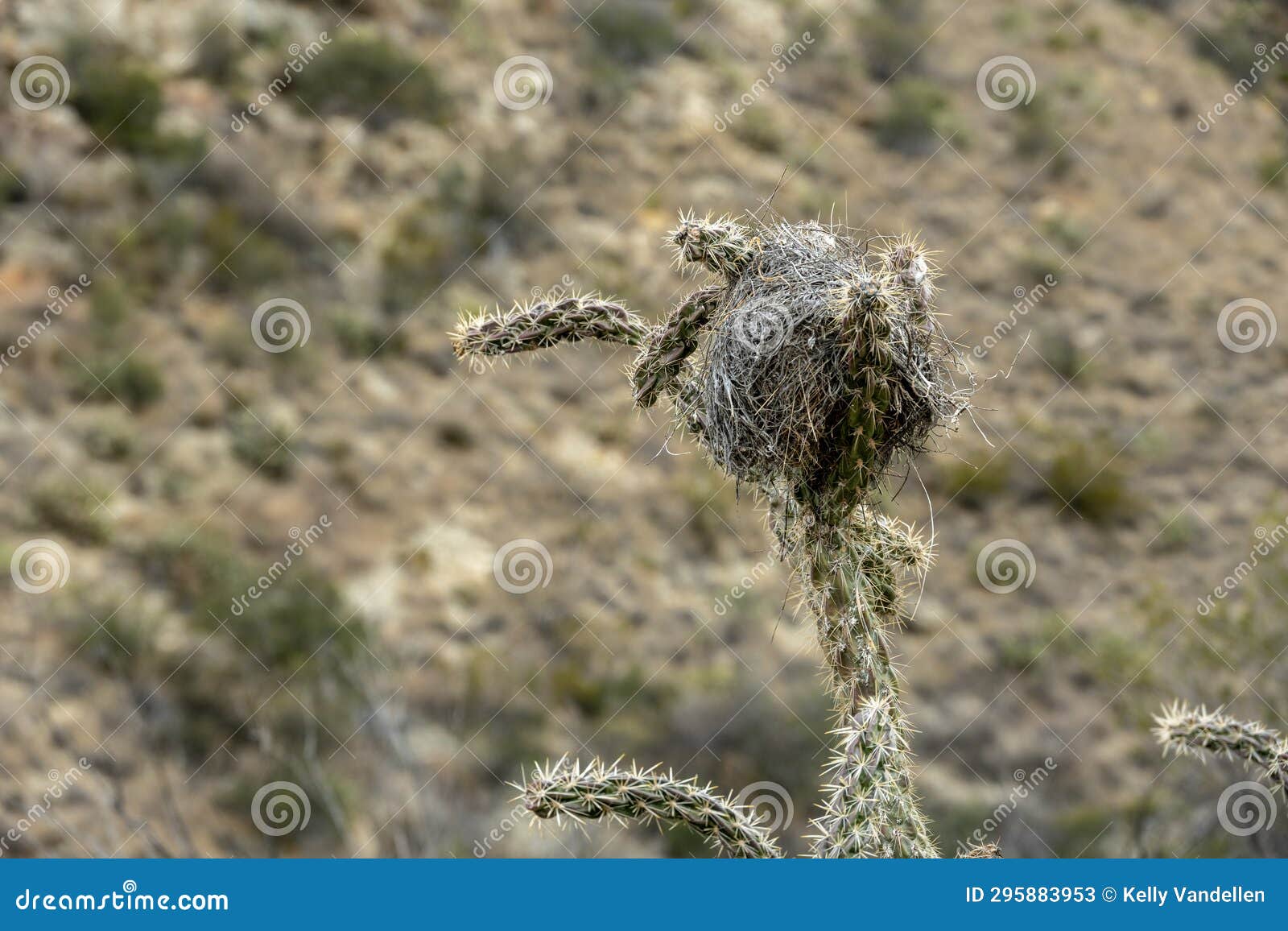 Birds Nest at the Top of Chain Link Cactus Stock Image - Image of ...