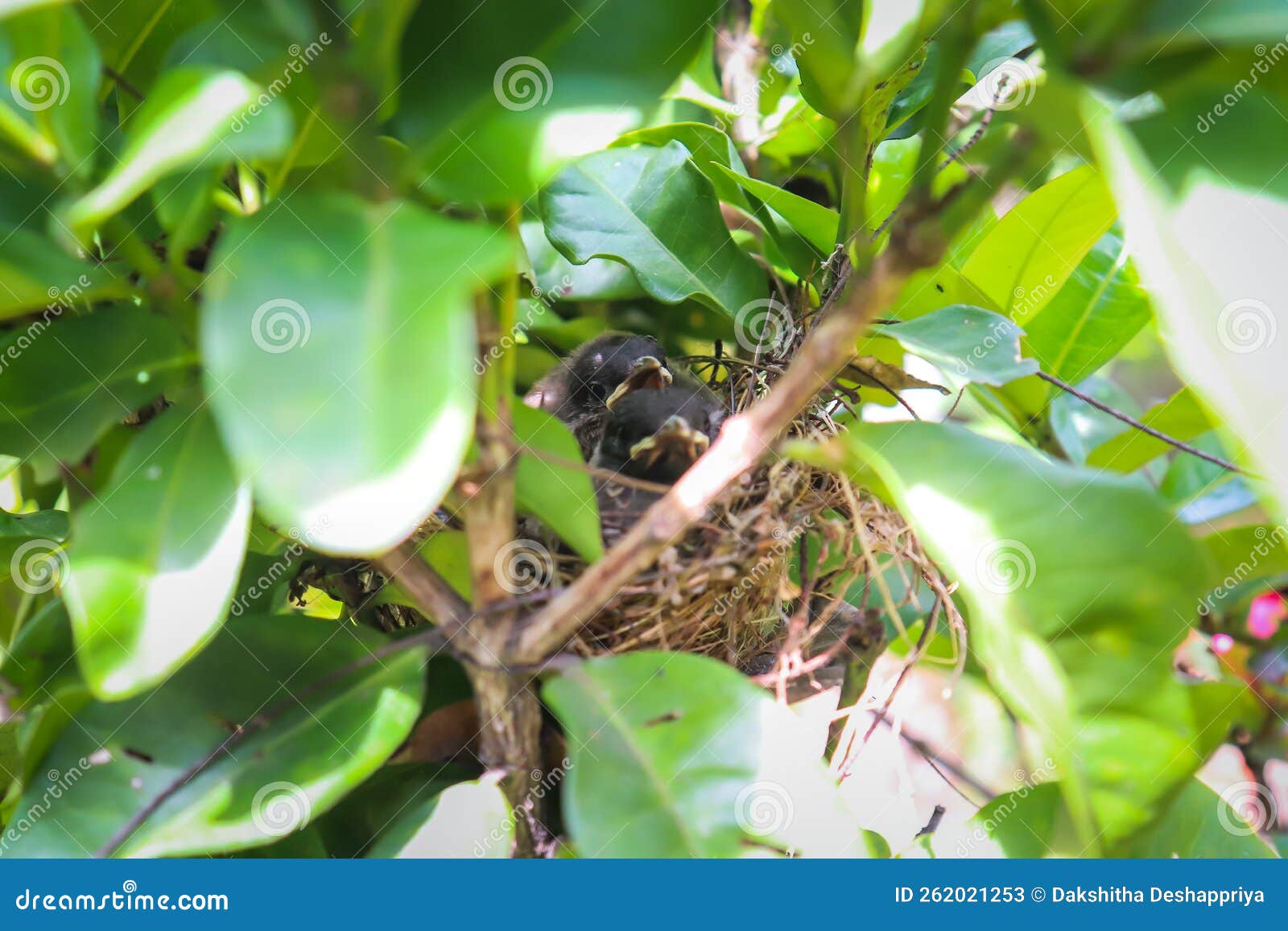 Birds Nest on a Tree, Baby Bird in the Nest Stock Image - Image of ...