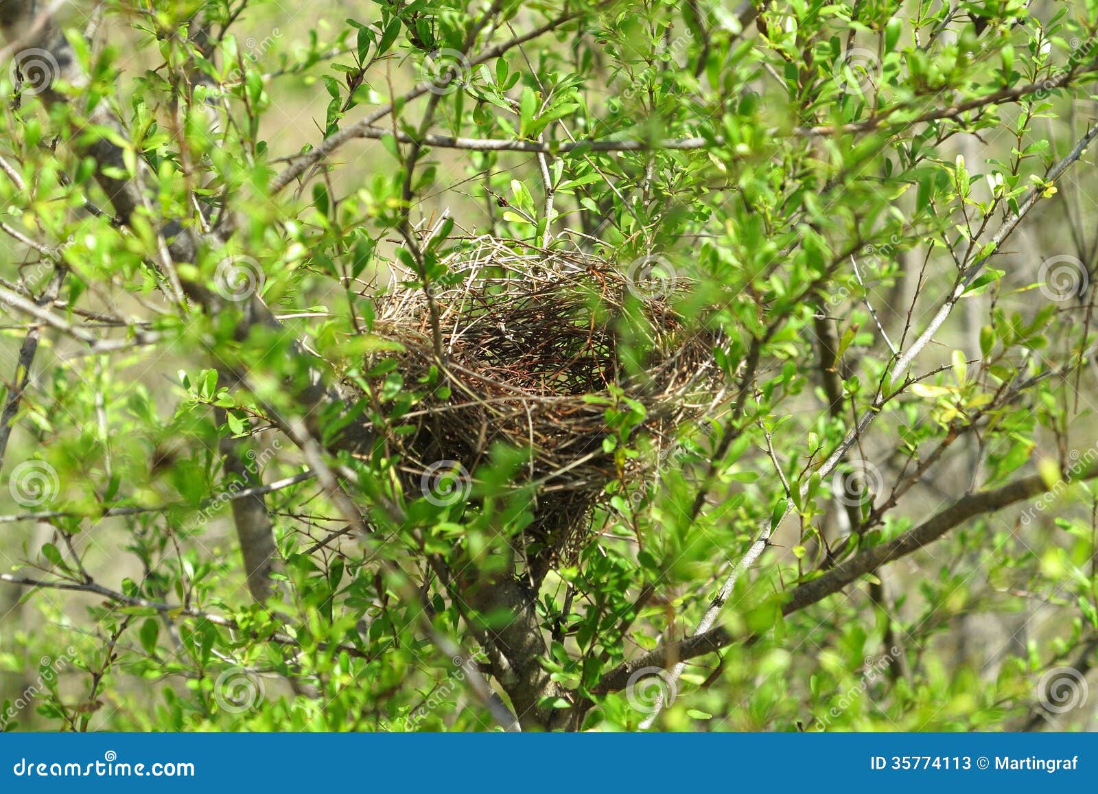 Empty Birds Nest between Green Branches of Tree in Australia Stock ...