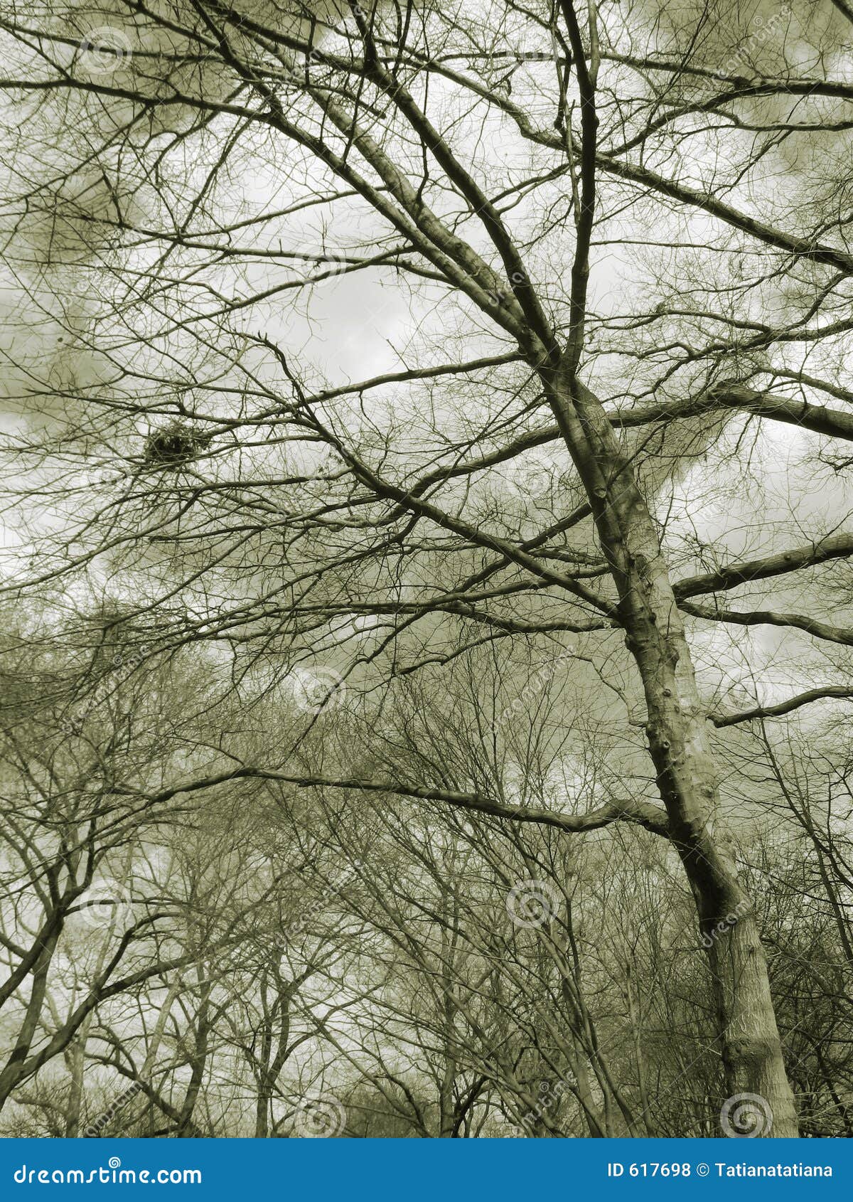 Birds nest in trees stock photo. Image of sepia, nature - 617698