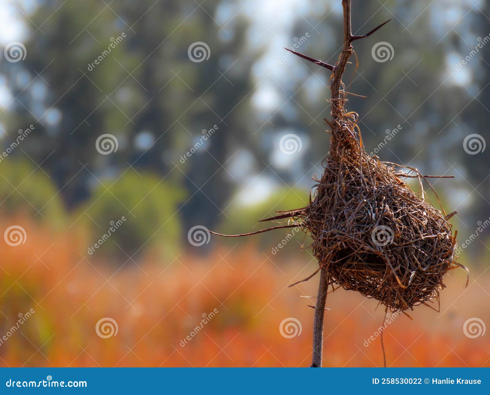 Birds nets in open field stock photo. Image of leaf - 258530022
