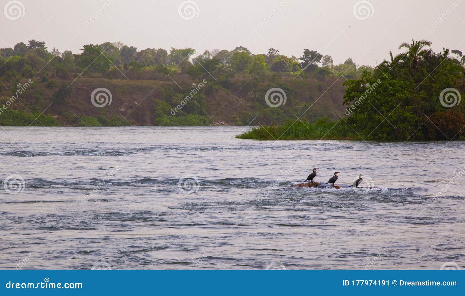 Birds in the Nile River in Uganda Stock Image - Image of uganda, stream ...