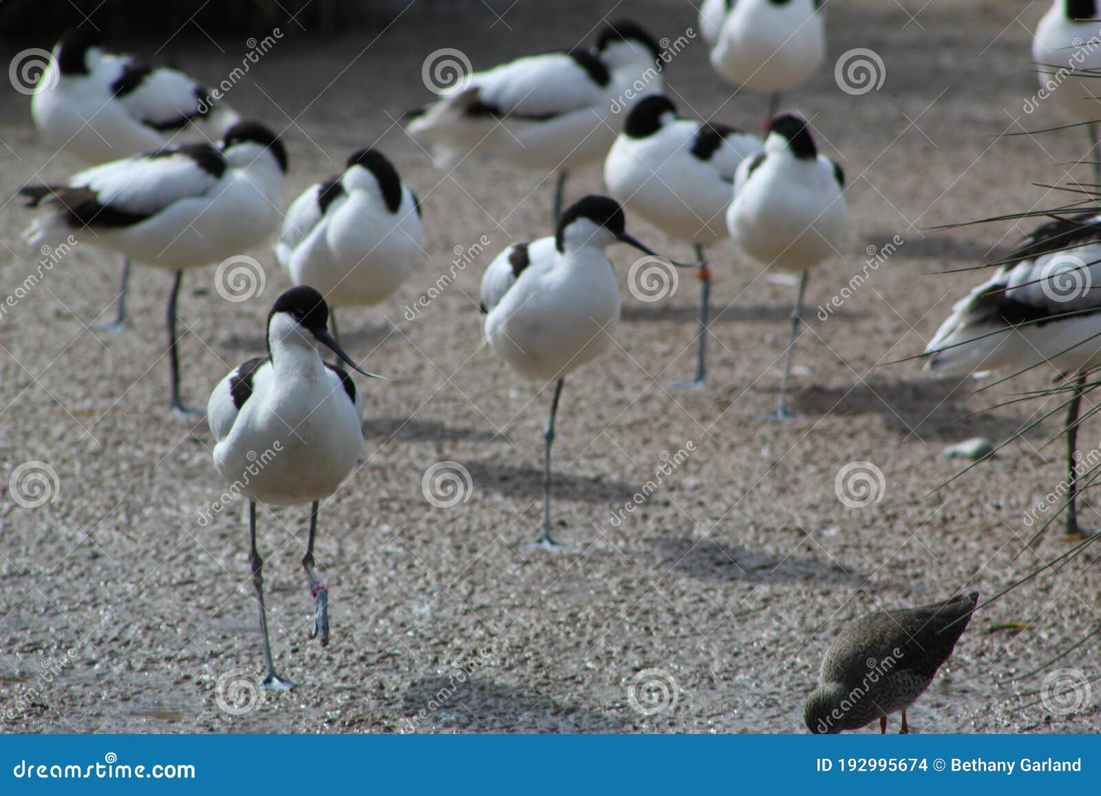 Birds on one leg stock photo. Image of wildlife, ducks - 192995674