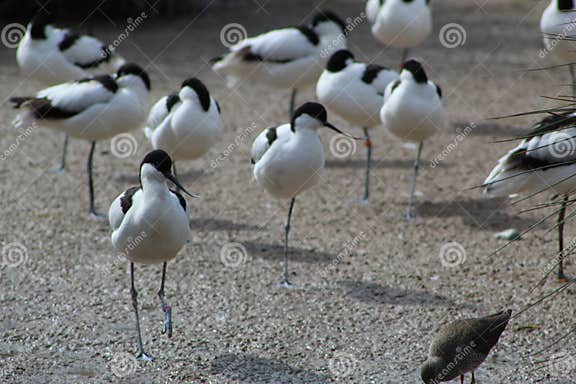 Birds on one leg stock photo. Image of wildlife, ducks - 192995674