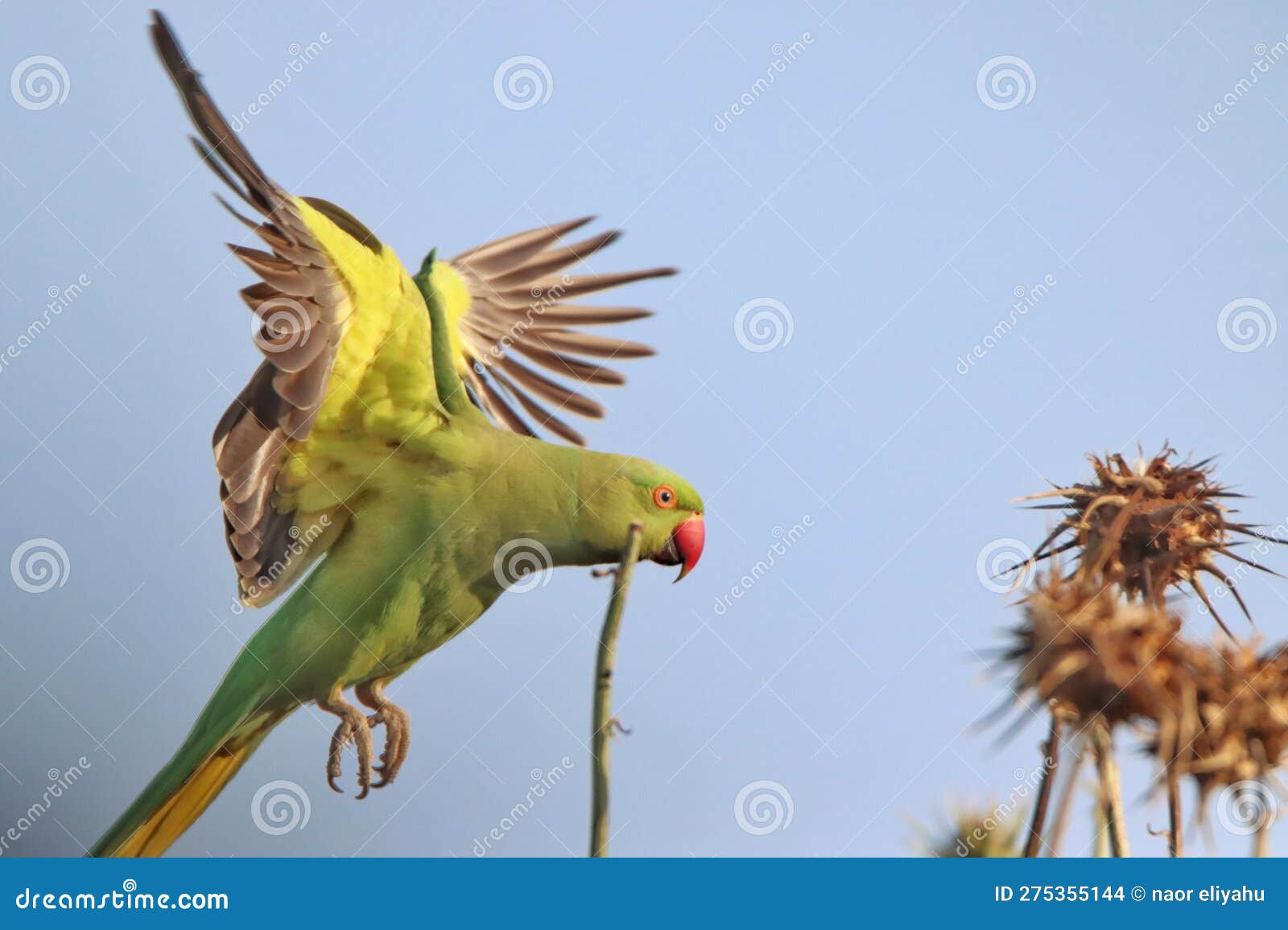 Birds Open Wings in the Forest Stock Photo - Image of wings, green ...
