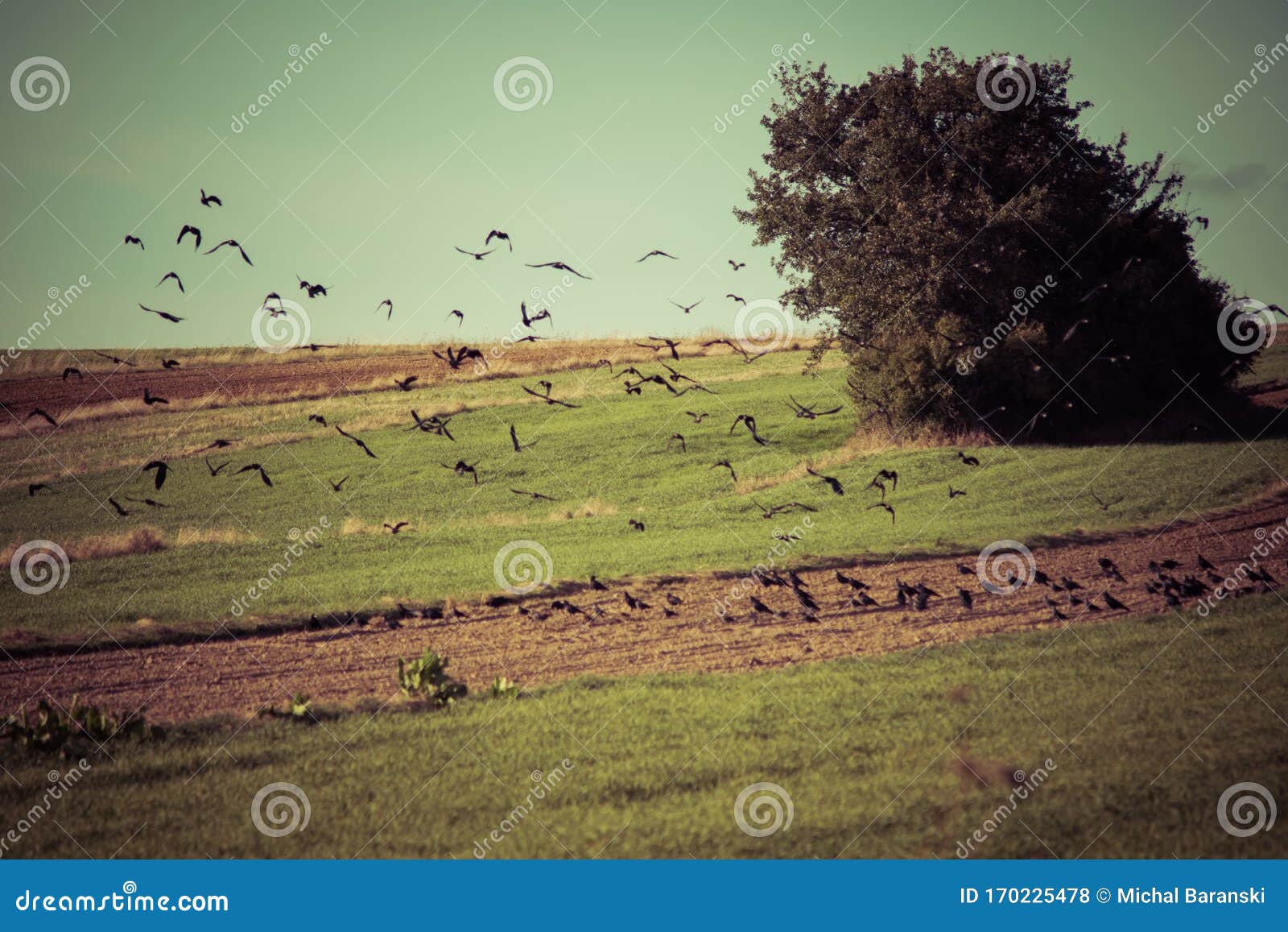 Birds over fields stock photo. Image of bliss, leaf - 170225478