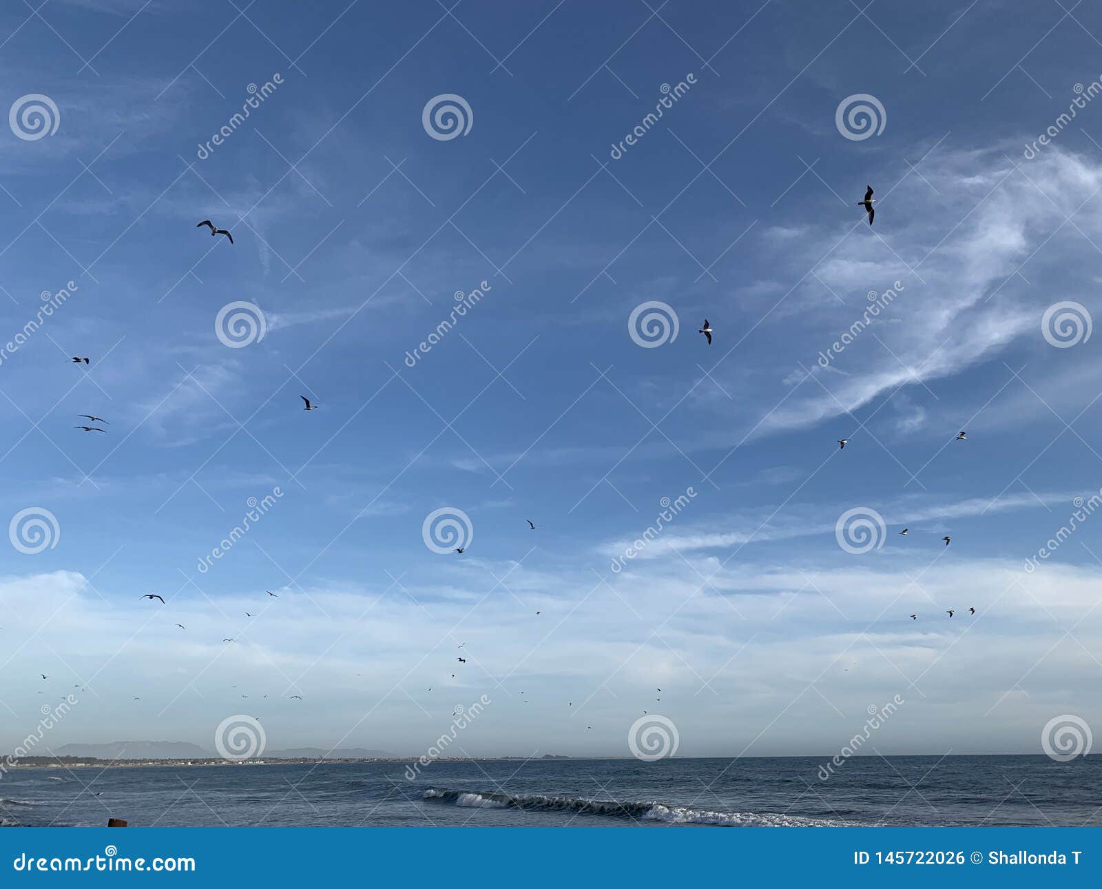 Birds over ocean stock photo. Image of flying, birds - 145722026