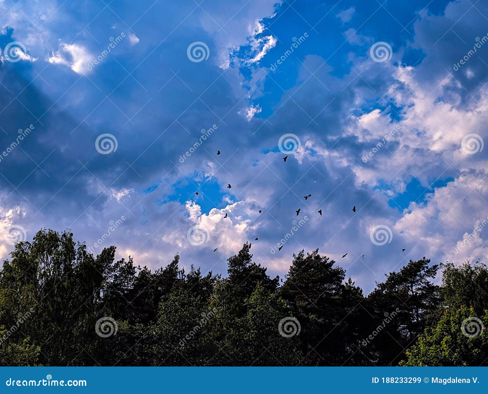 Birds Over Tree the Tree Tops Stock Image - Image of flower, plant ...