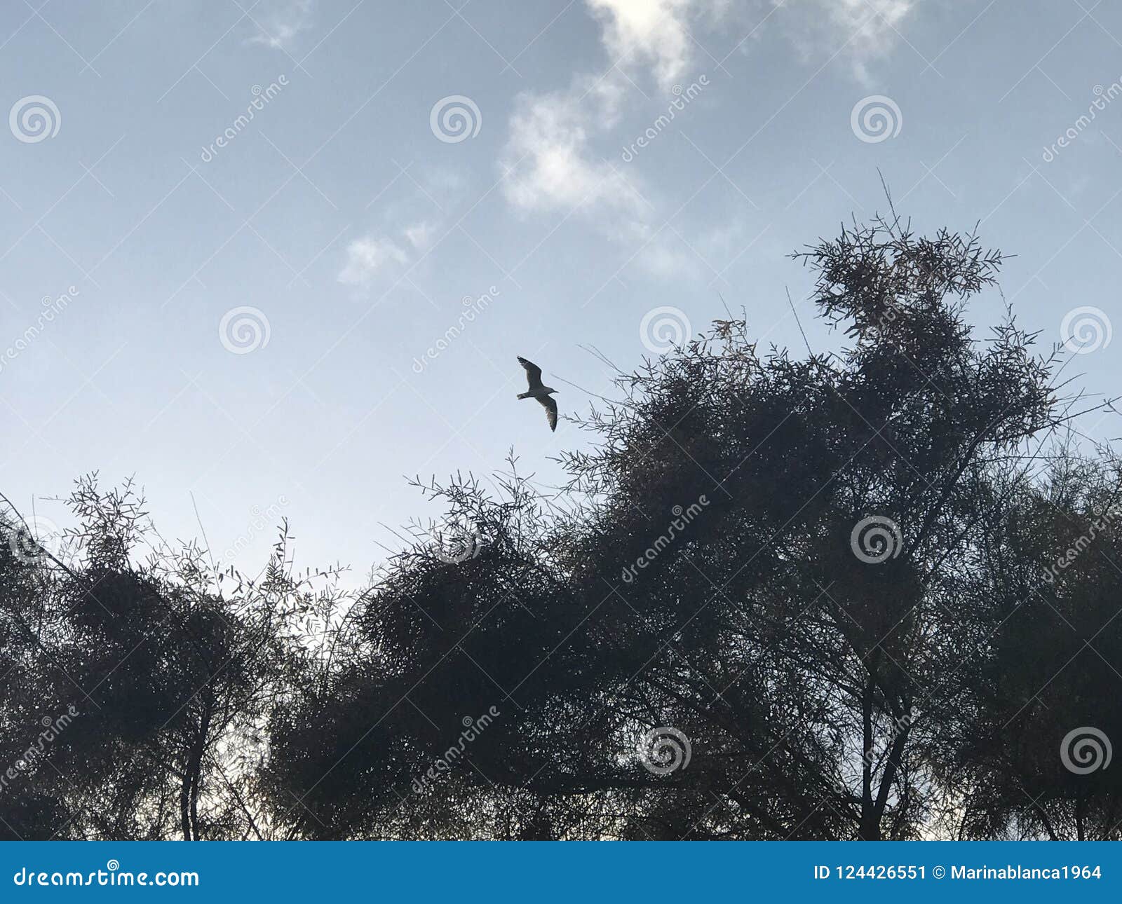 The birds over the trees stock image. Image of clouds - 124426551