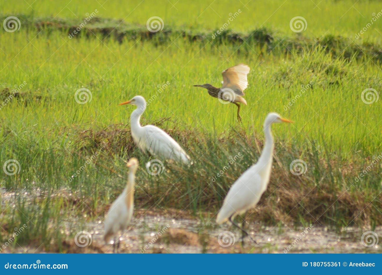 Birds on paddy field stock image. Image of grass, meadow - 180755361