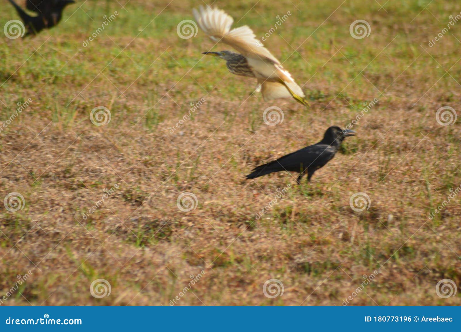 Birds on paddy field stock photo. Image of branch, plant - 180773196