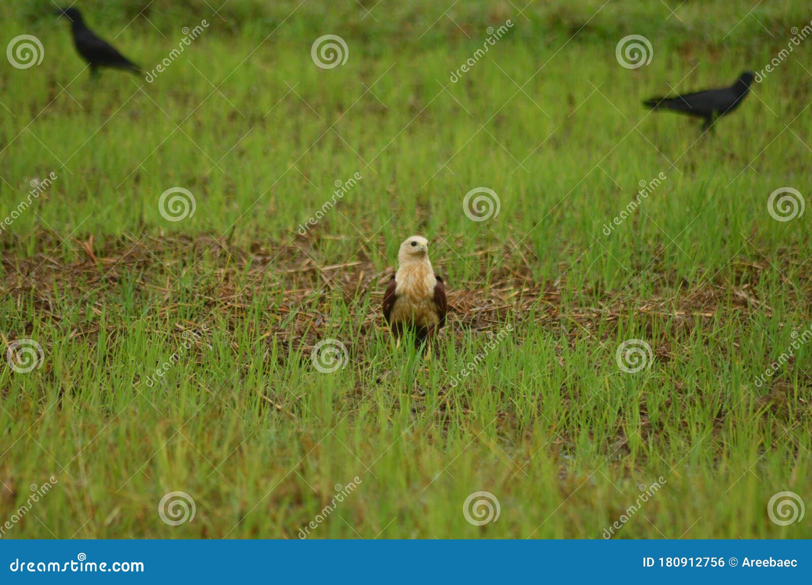 Birds on paddy field stock photo. Image of birds, green - 180912756