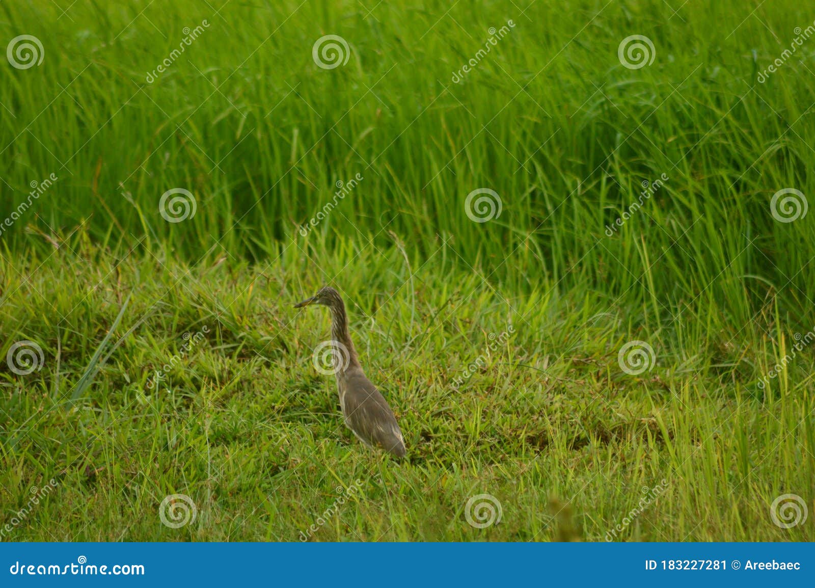 Birds on paddy field stock image. Image of green, openbill - 183227281