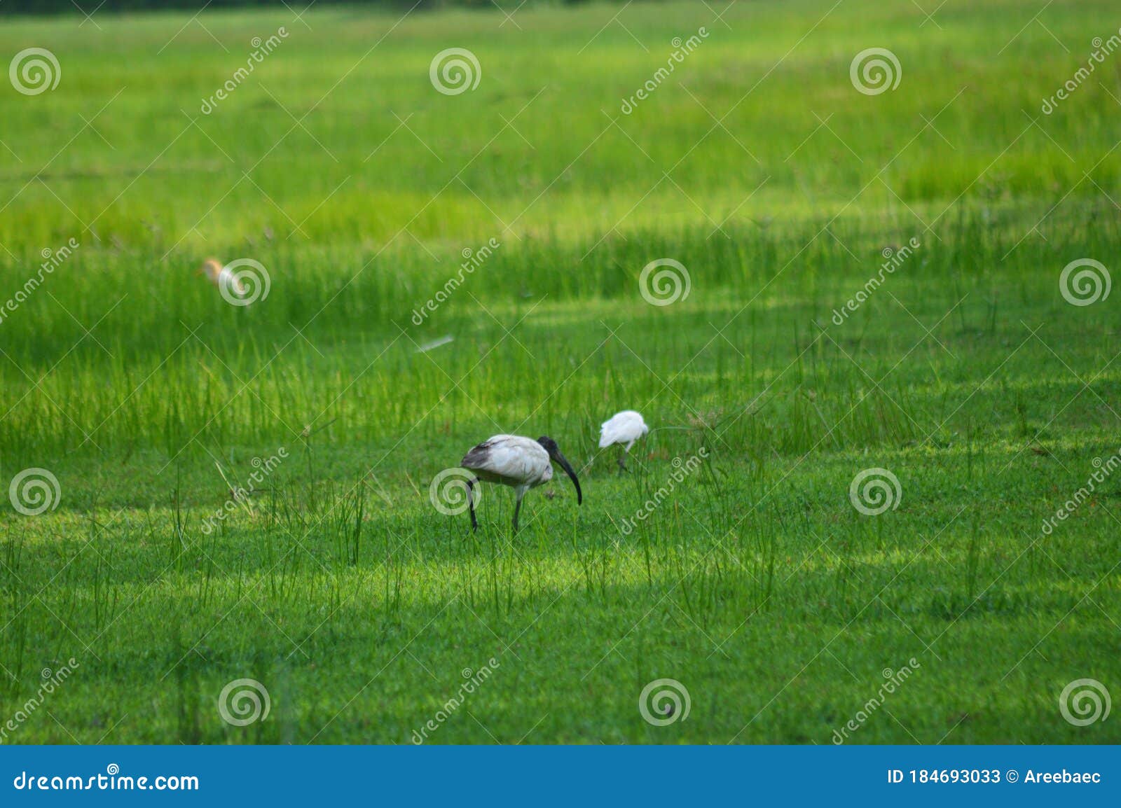 Birds on paddy field stock image. Image of pasture, wetland - 184693033