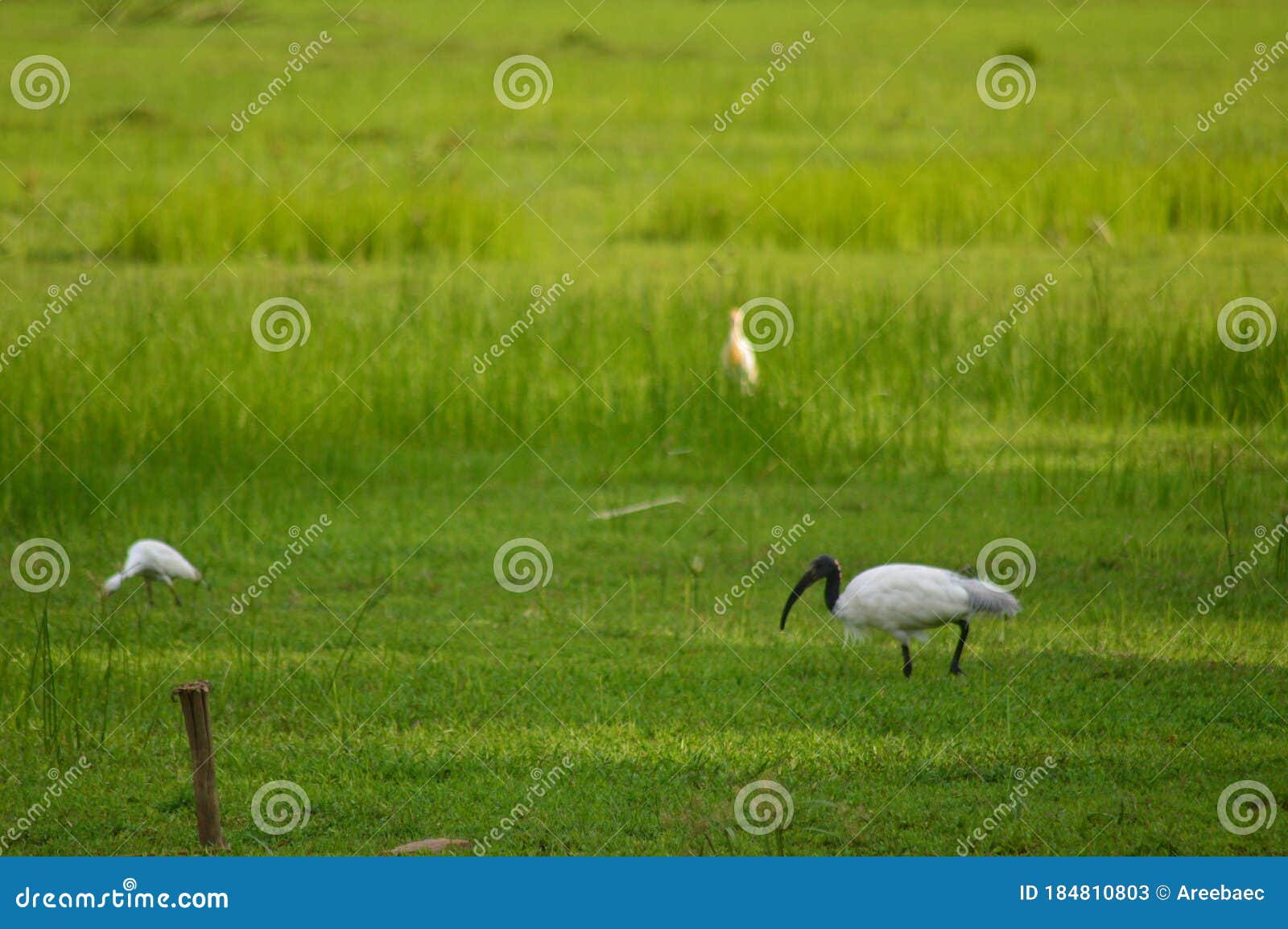 Birds on paddy field stock image. Image of paddy, greens - 184810803
