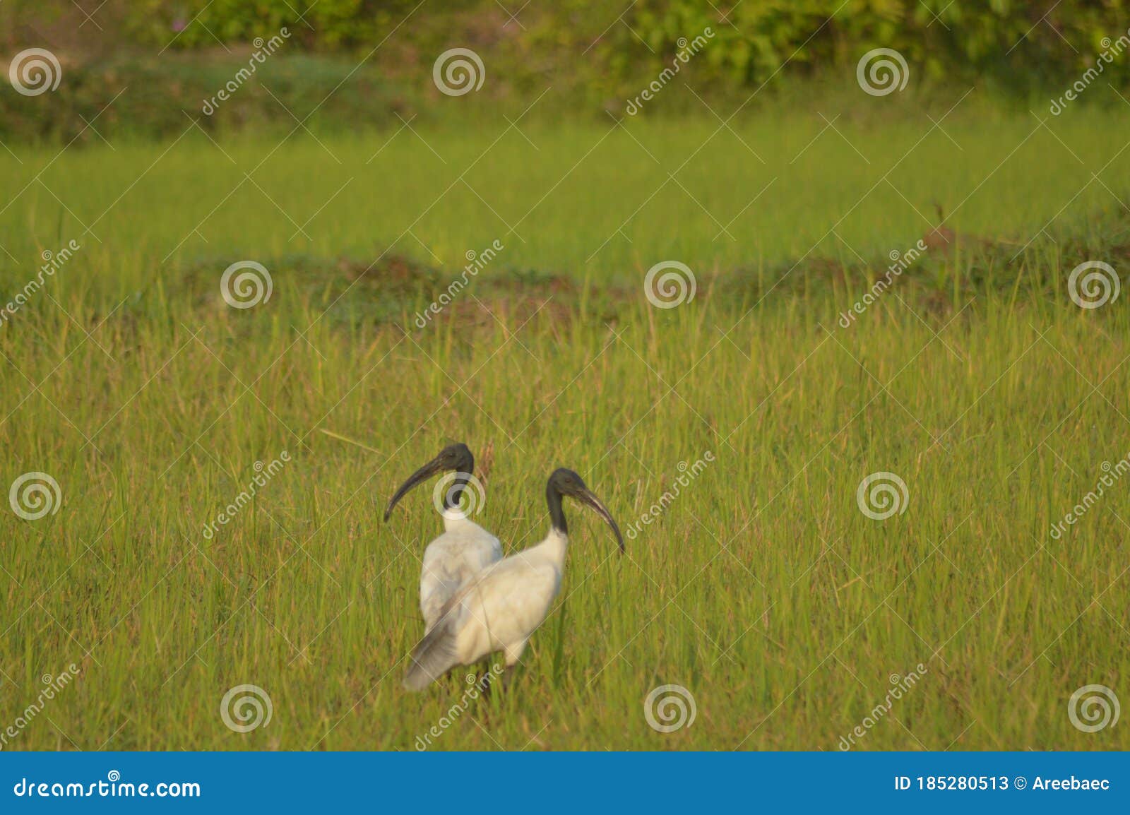 Birds on paddy field stock image. Image of waterfowl - 185280513